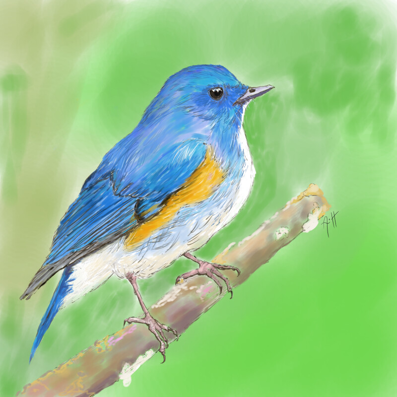 ArtStation - Digital bird illustration