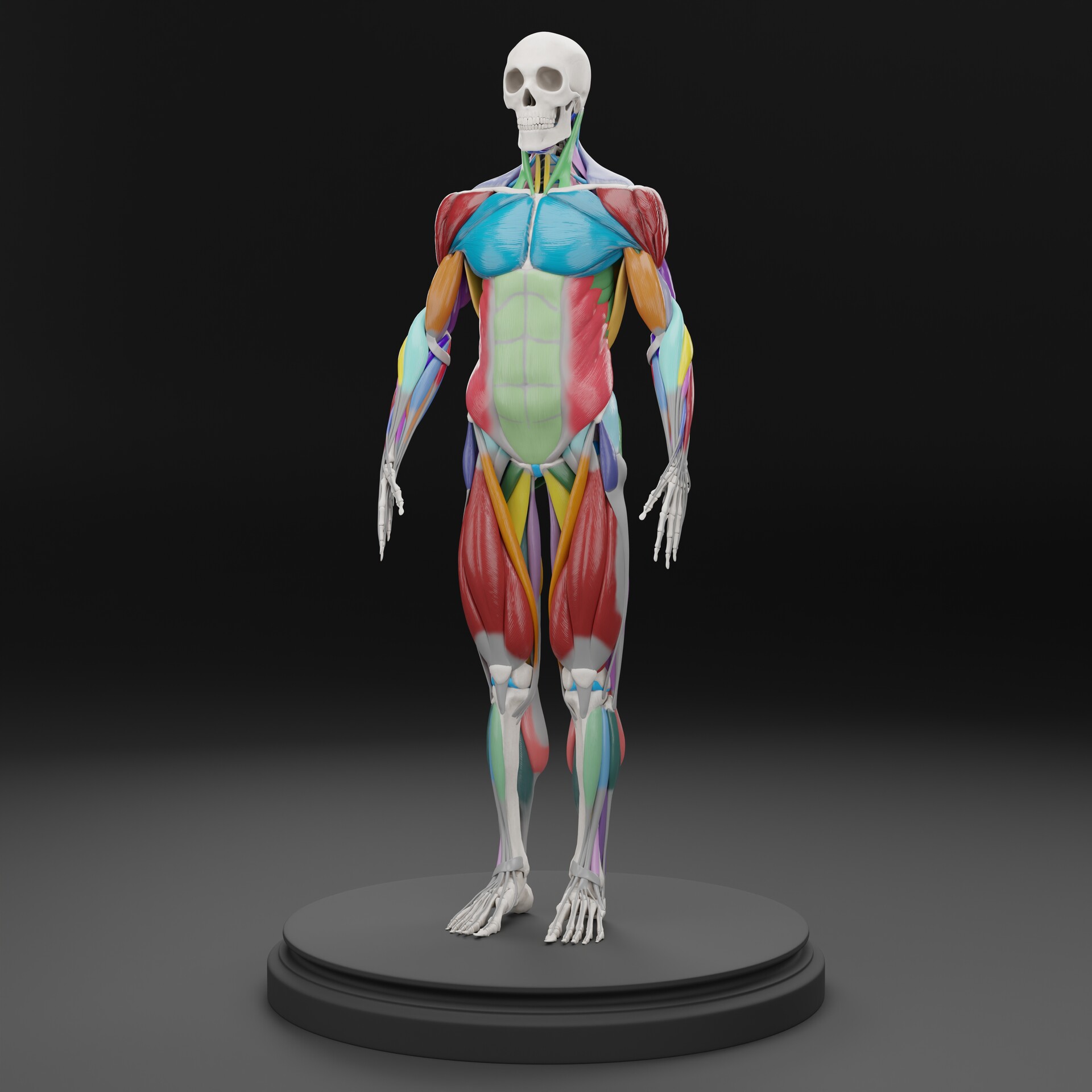 ArtStation - Human Ecorche