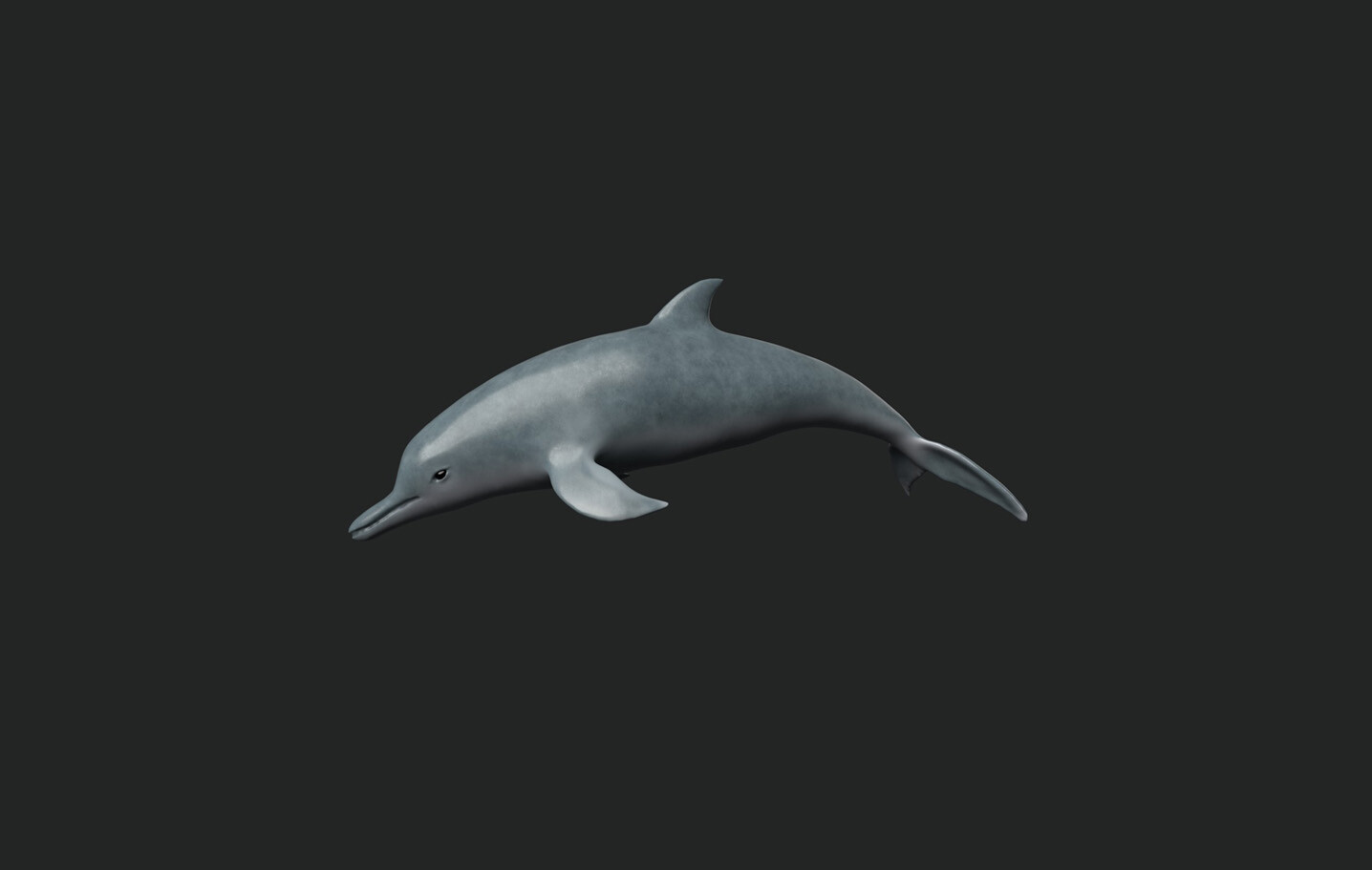 ArtStation - Dolphin