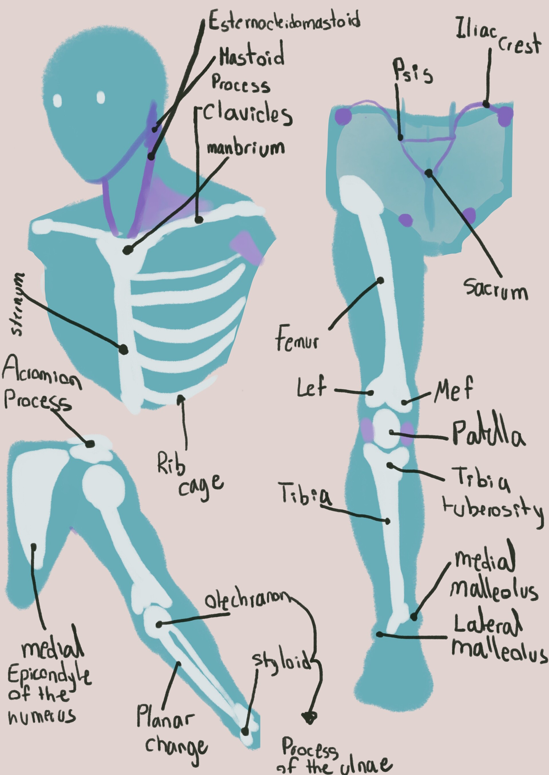 ArtStation - Tarea referencias esqueléticas