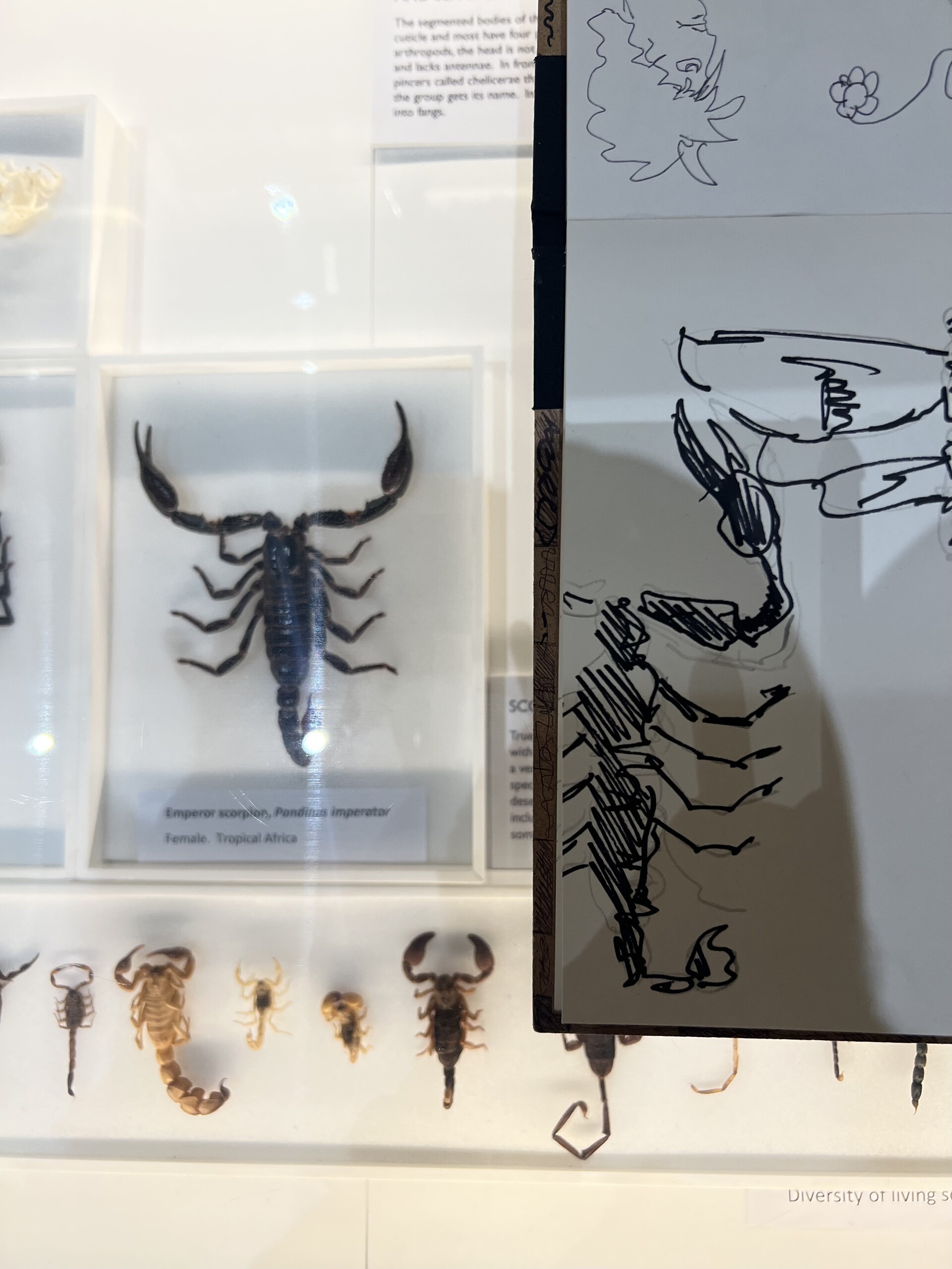 ArtStation - Observational studies of insects at museums