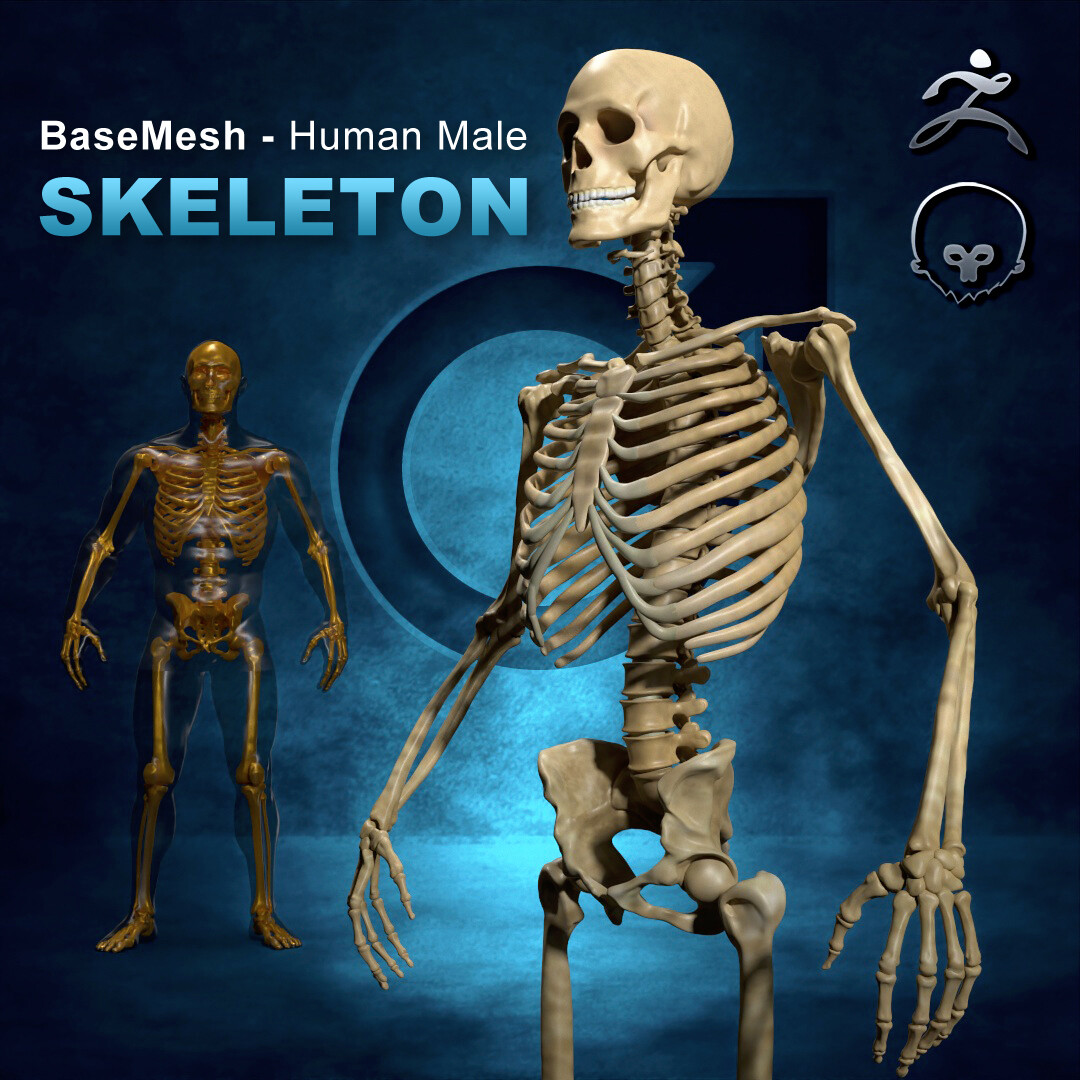 ArtStation - Human Male [ Skeleton - Basemesh ]