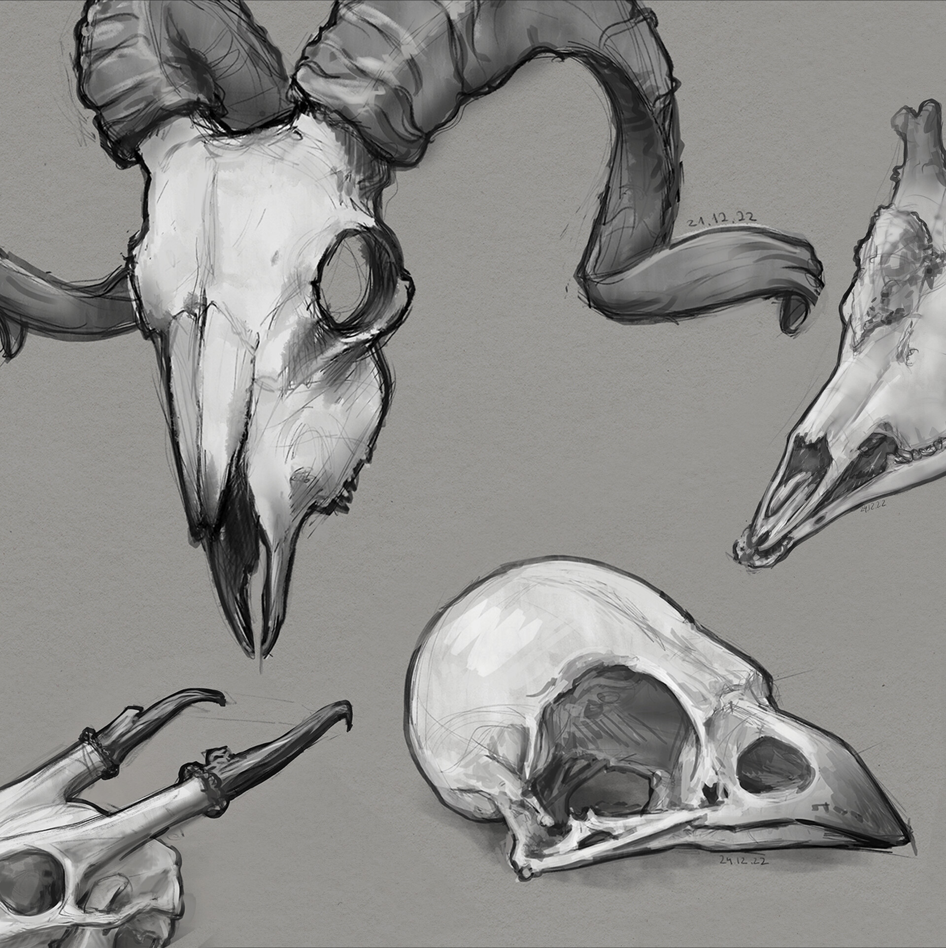 ArtStation - Skulls drawing studies