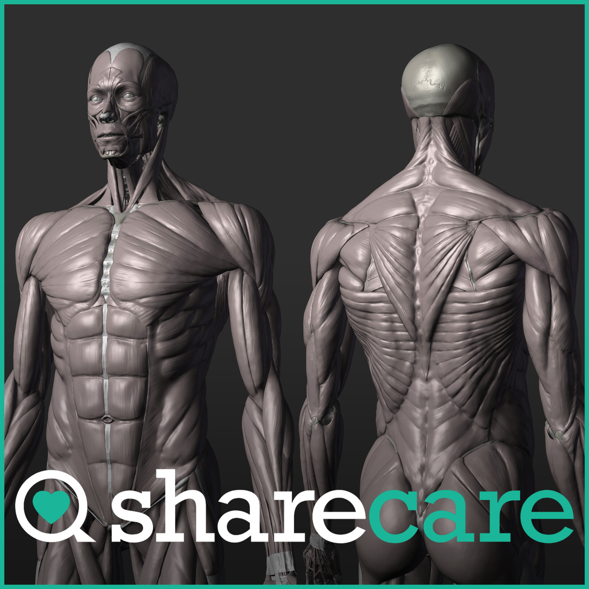 ArtStation - Muscle & Ligament Anatomy Systems