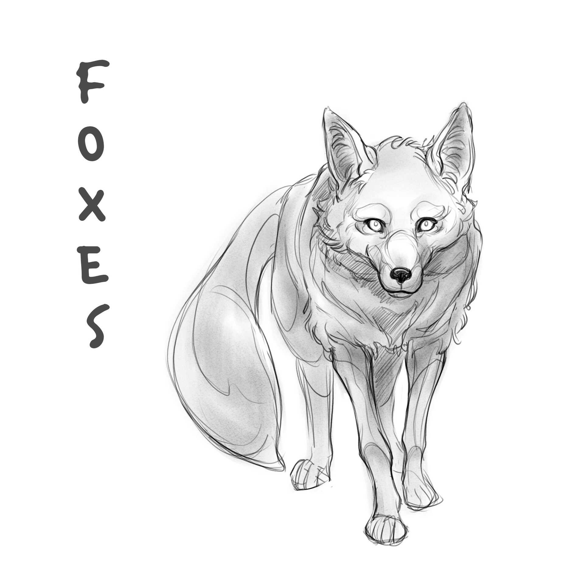 ArtStation - Foxes