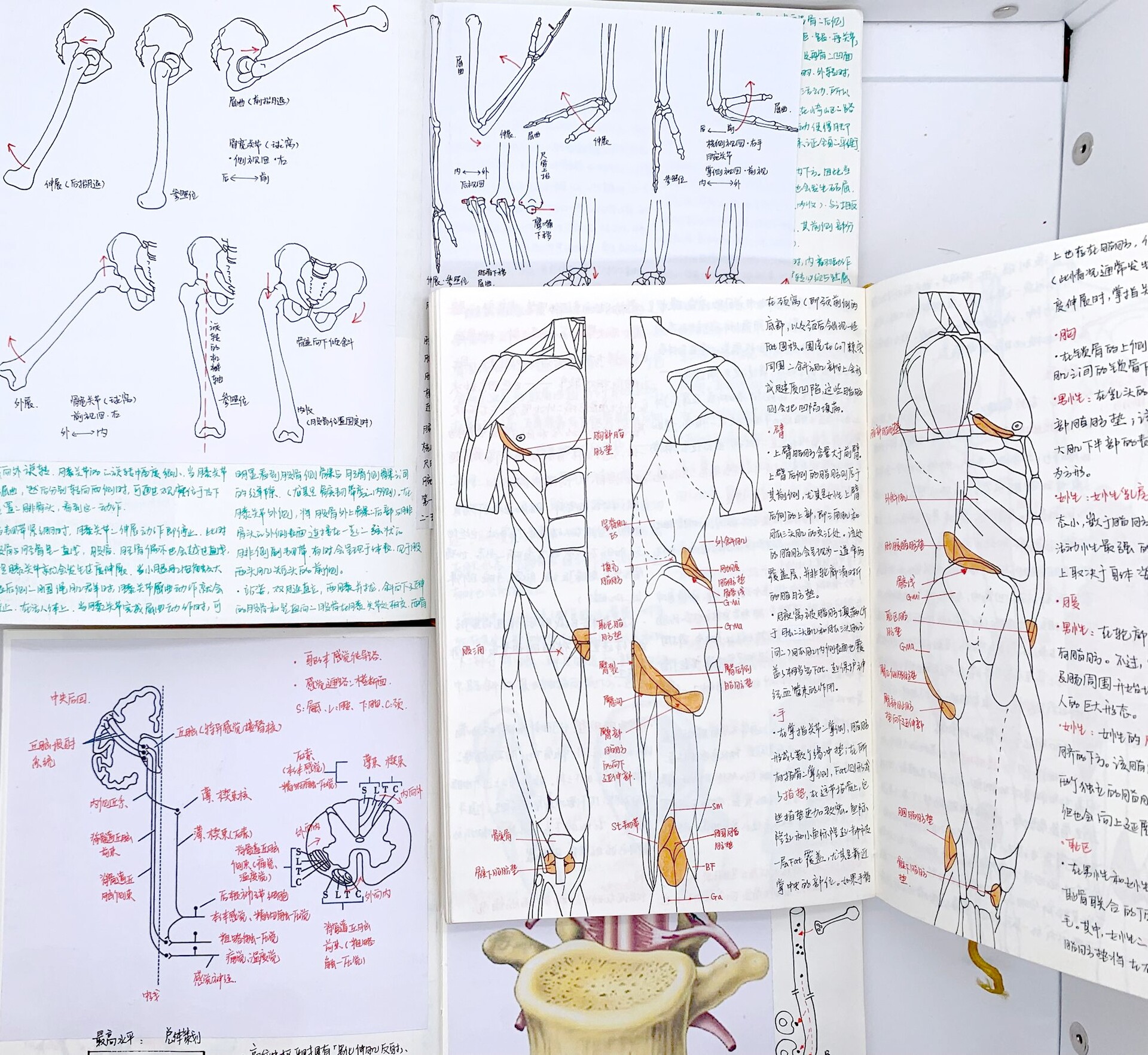 ArtStation - 【My Notebook】Part1 of Human Anatomy: Osteology