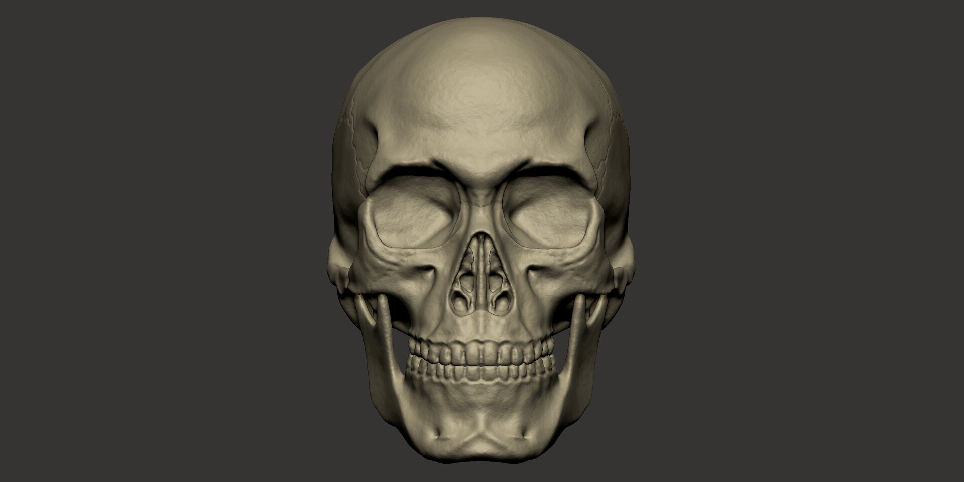 ArtStation - Skull Study