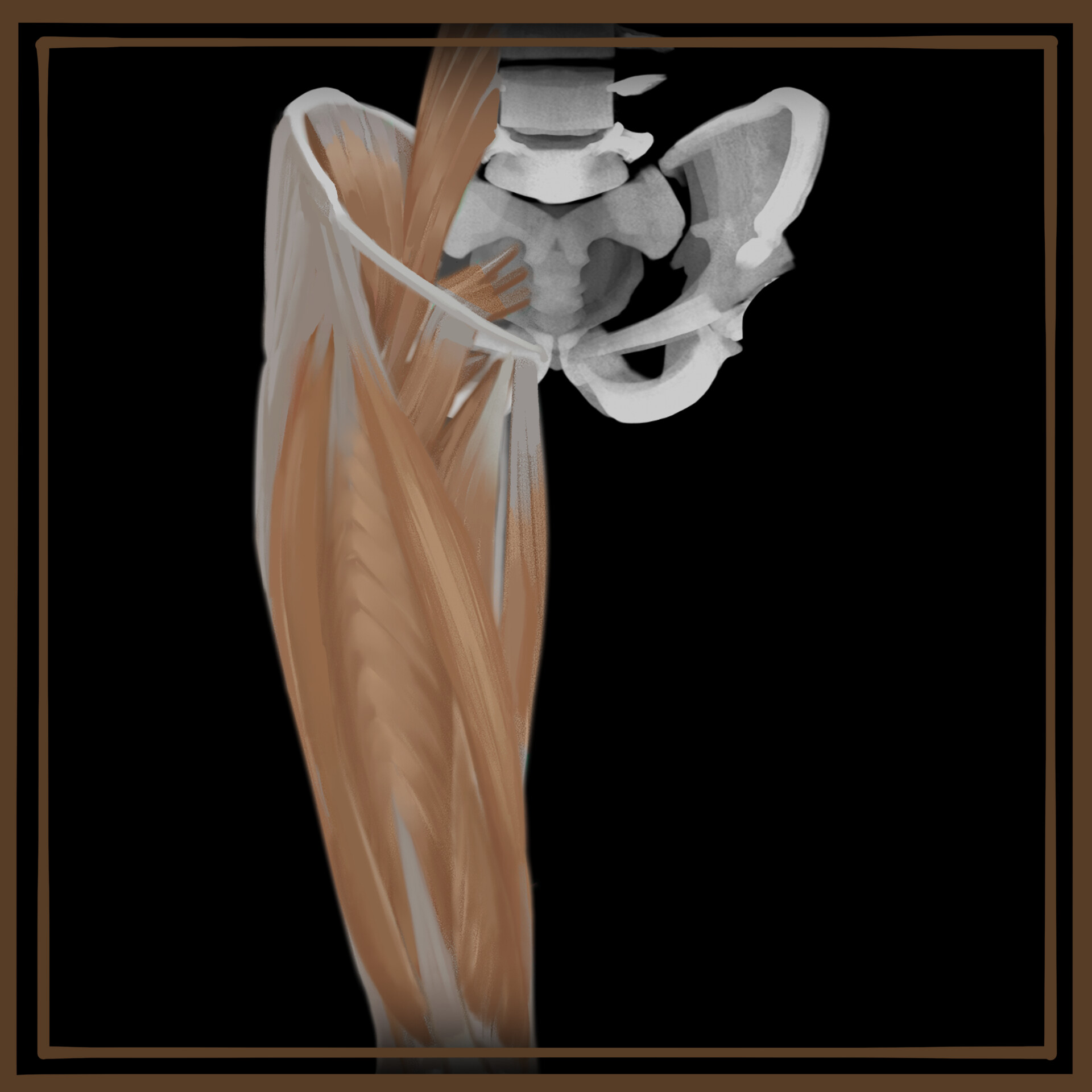 ArtStation - Leg Anatomy