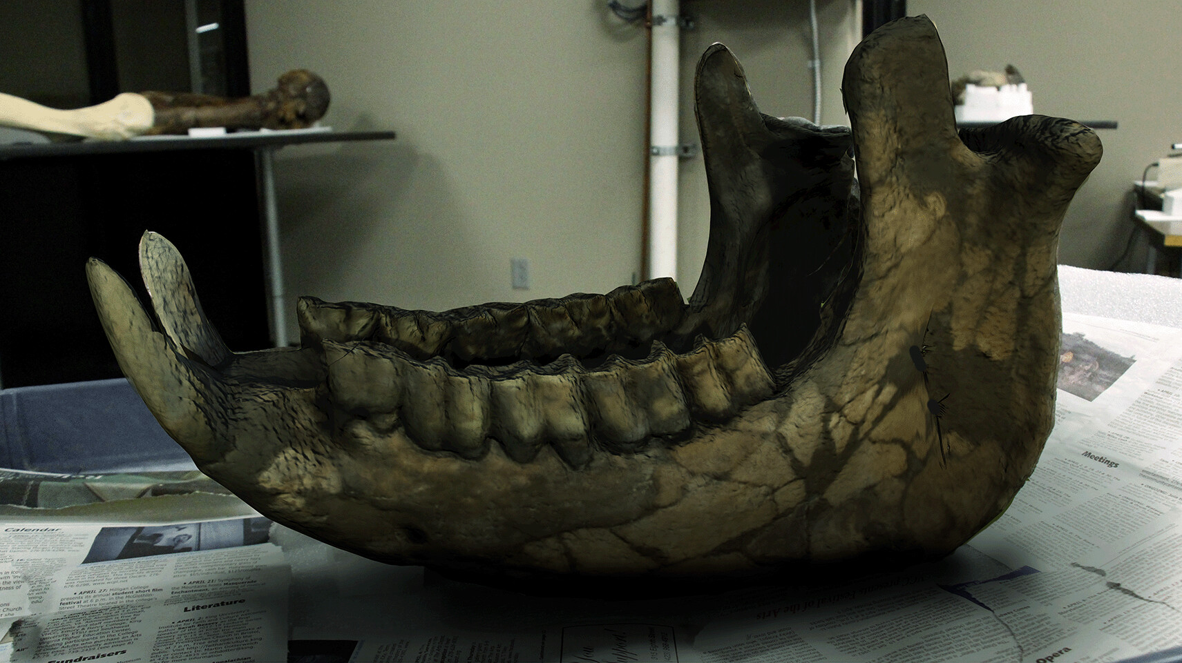 ArtStation - Photogrammetry-Dinosaur Fossil 3D Model