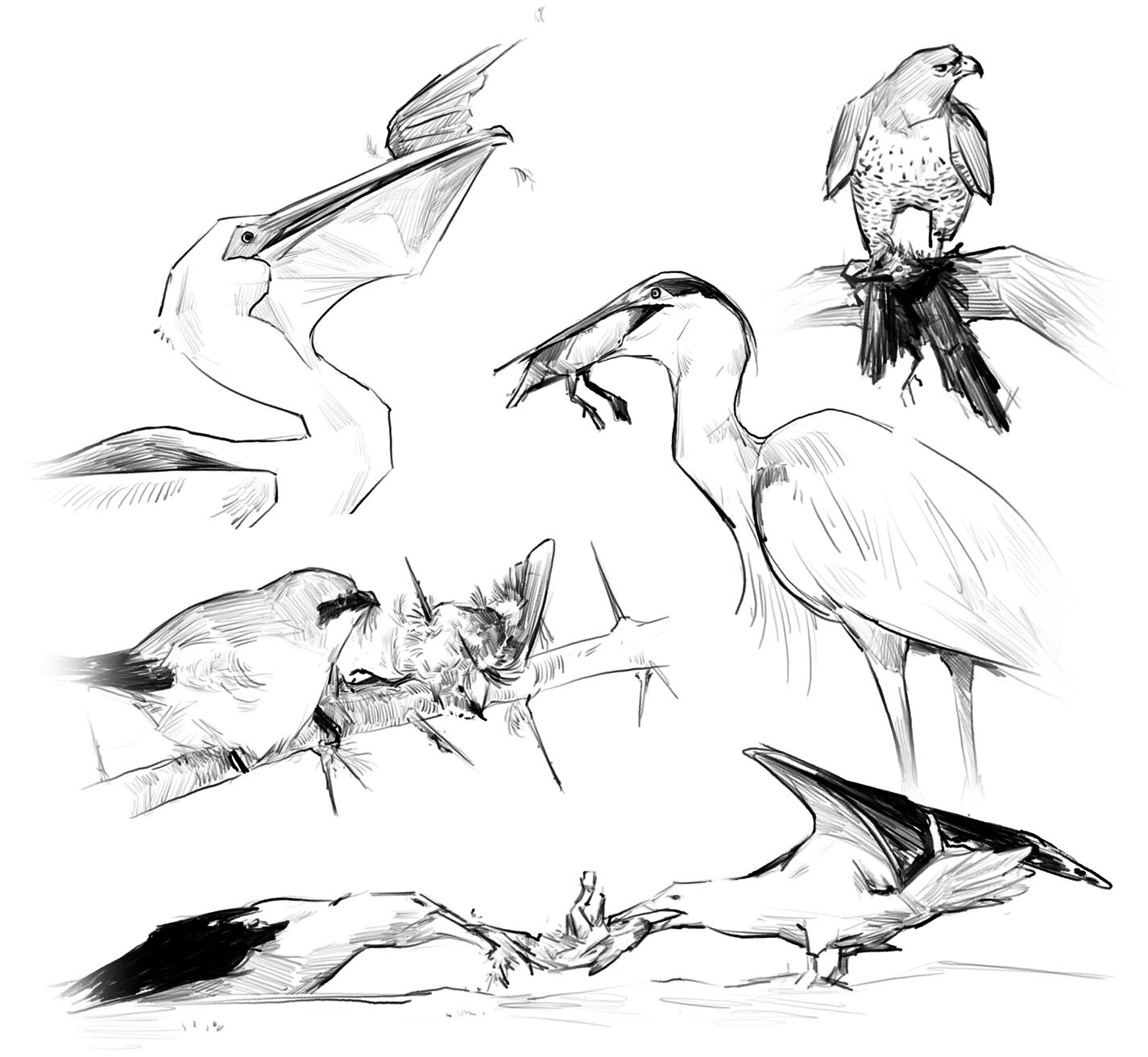 ArtStation - Sketches 02 - Brutal Birds