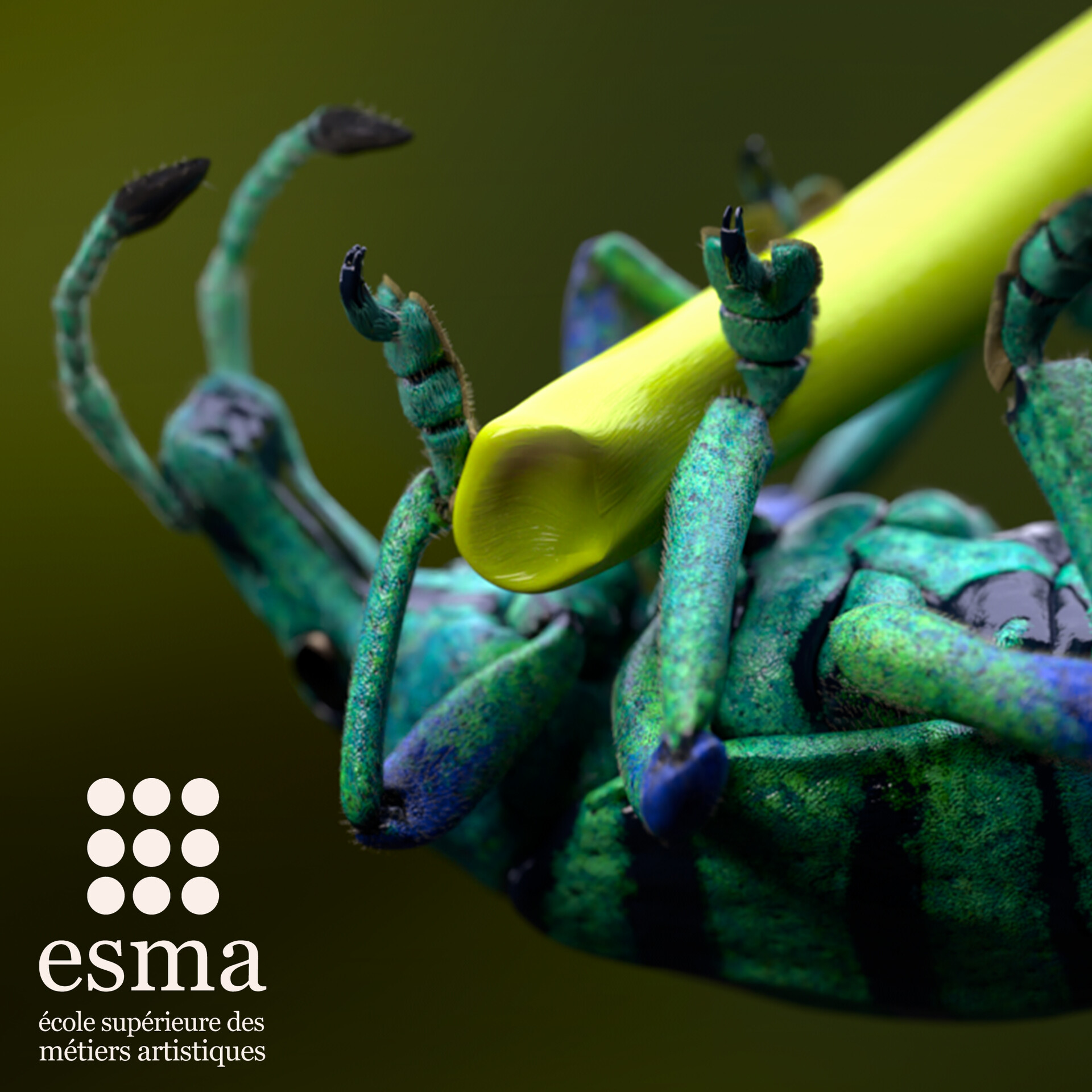 ArtStation - Eupholus - Charançon Bleu