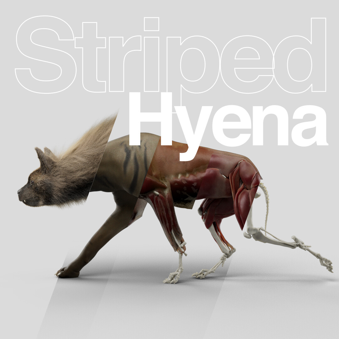 ArtStation - Striped Hyena