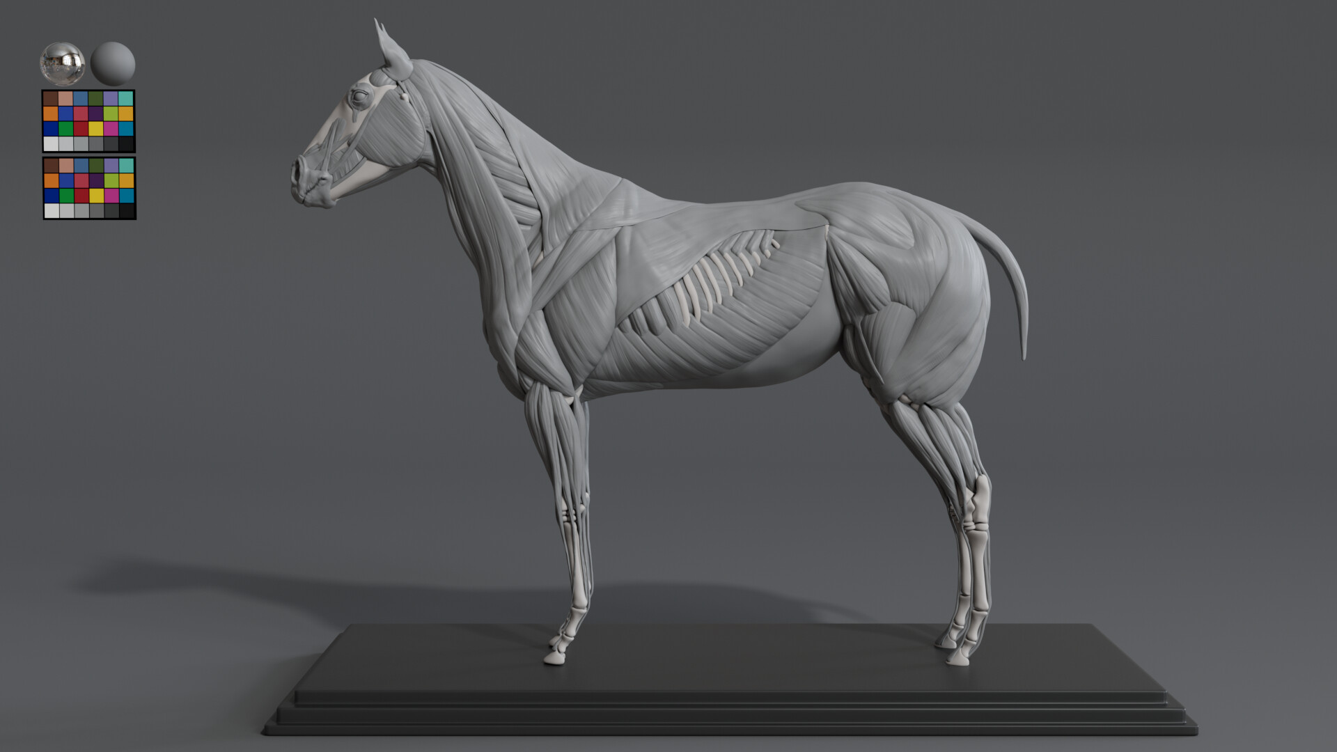 ArtStation - Horse ecorche