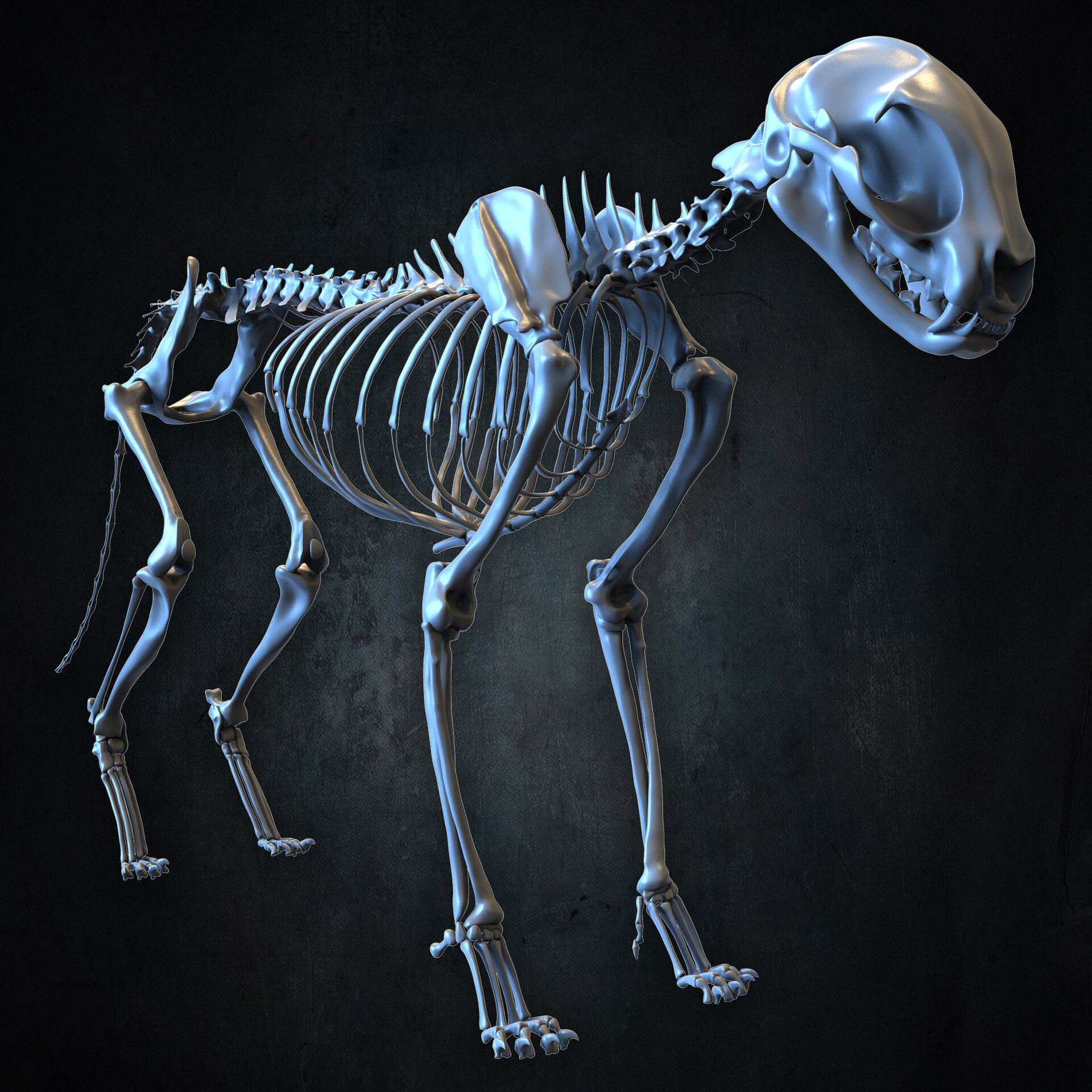 ArtStation - Cat Skeleton 3D Model