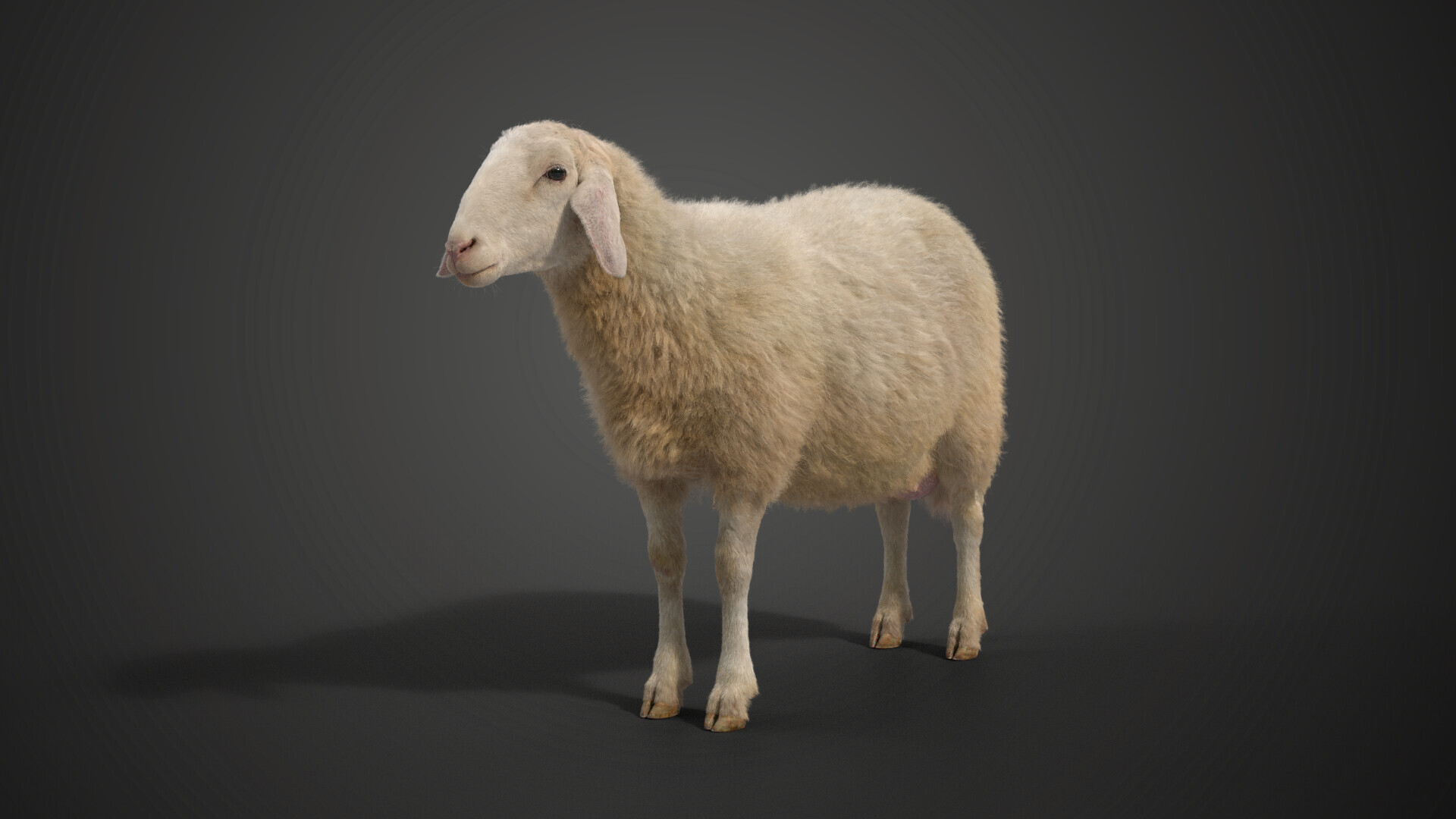 ArtStation - Sheep Modelling & Rigging