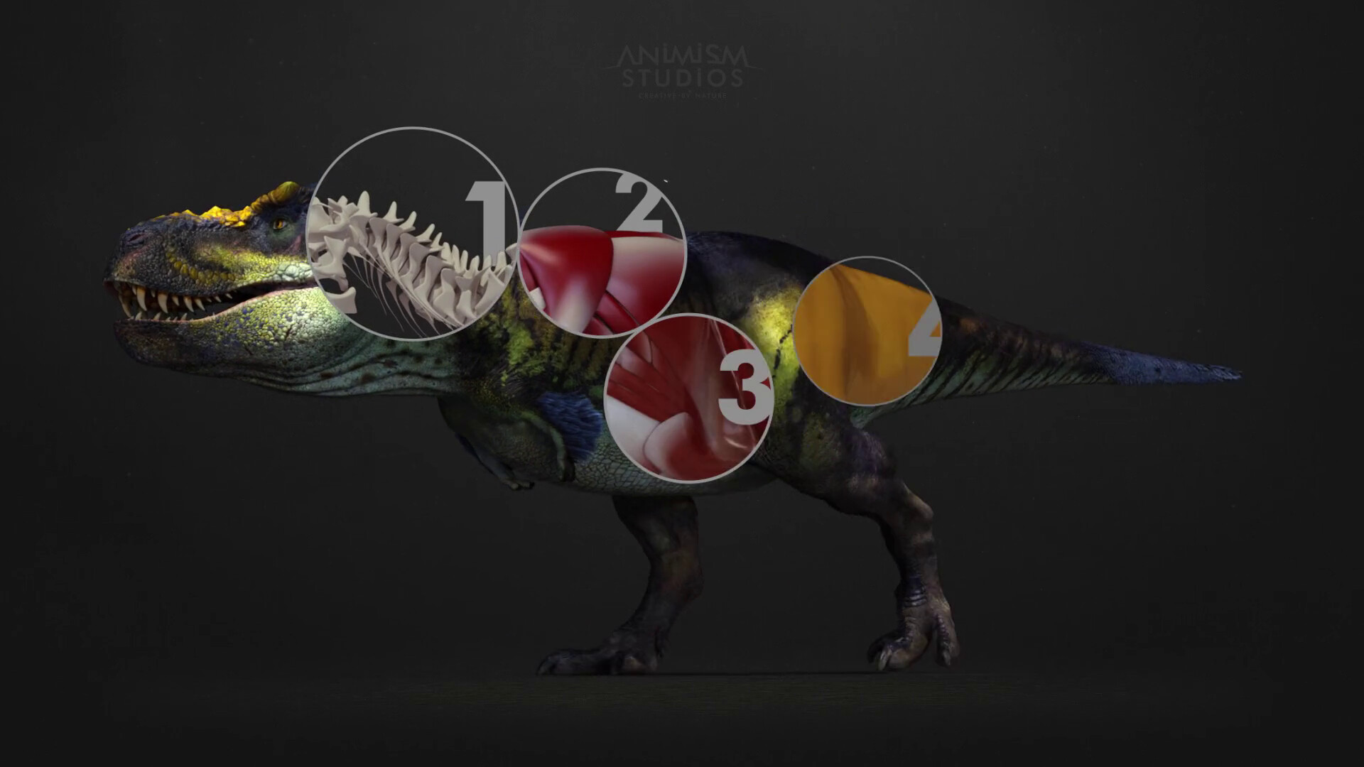 ArtStation - Victoria T-rex: Anatomy and Wireframe