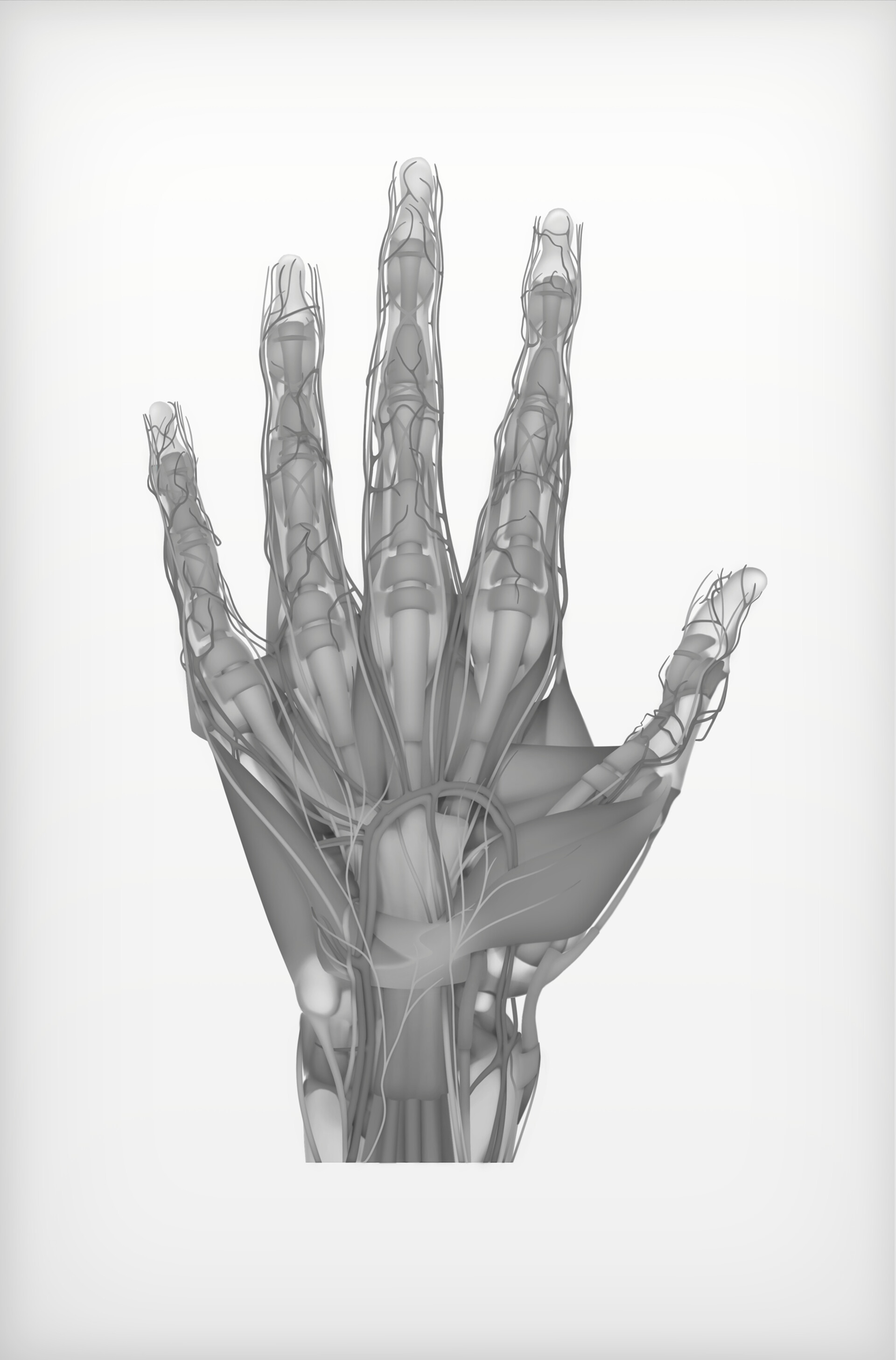 ArtStation - Modular Dissection of Deep Anterior Hand