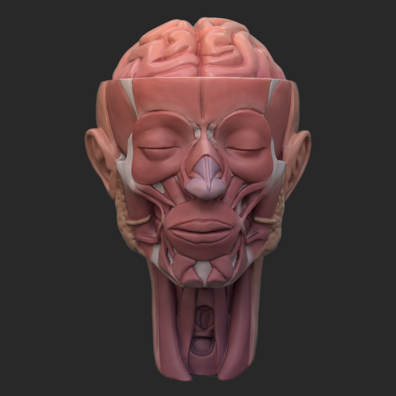 ArtStation - Hybrid Scan of Écorché Sculpture