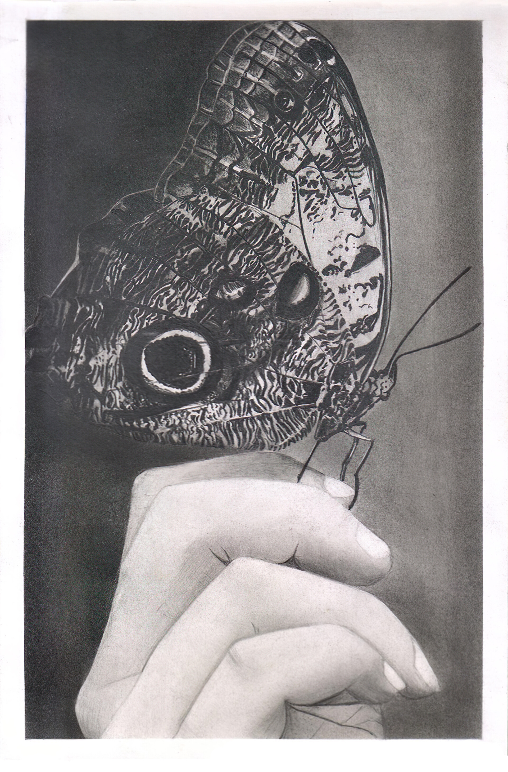 ArtStation - Butterfly on a hand pencil sketch