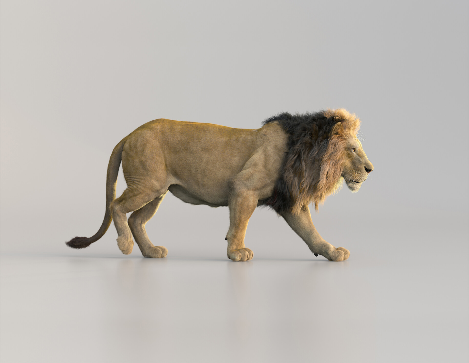 ArtStation - Lion