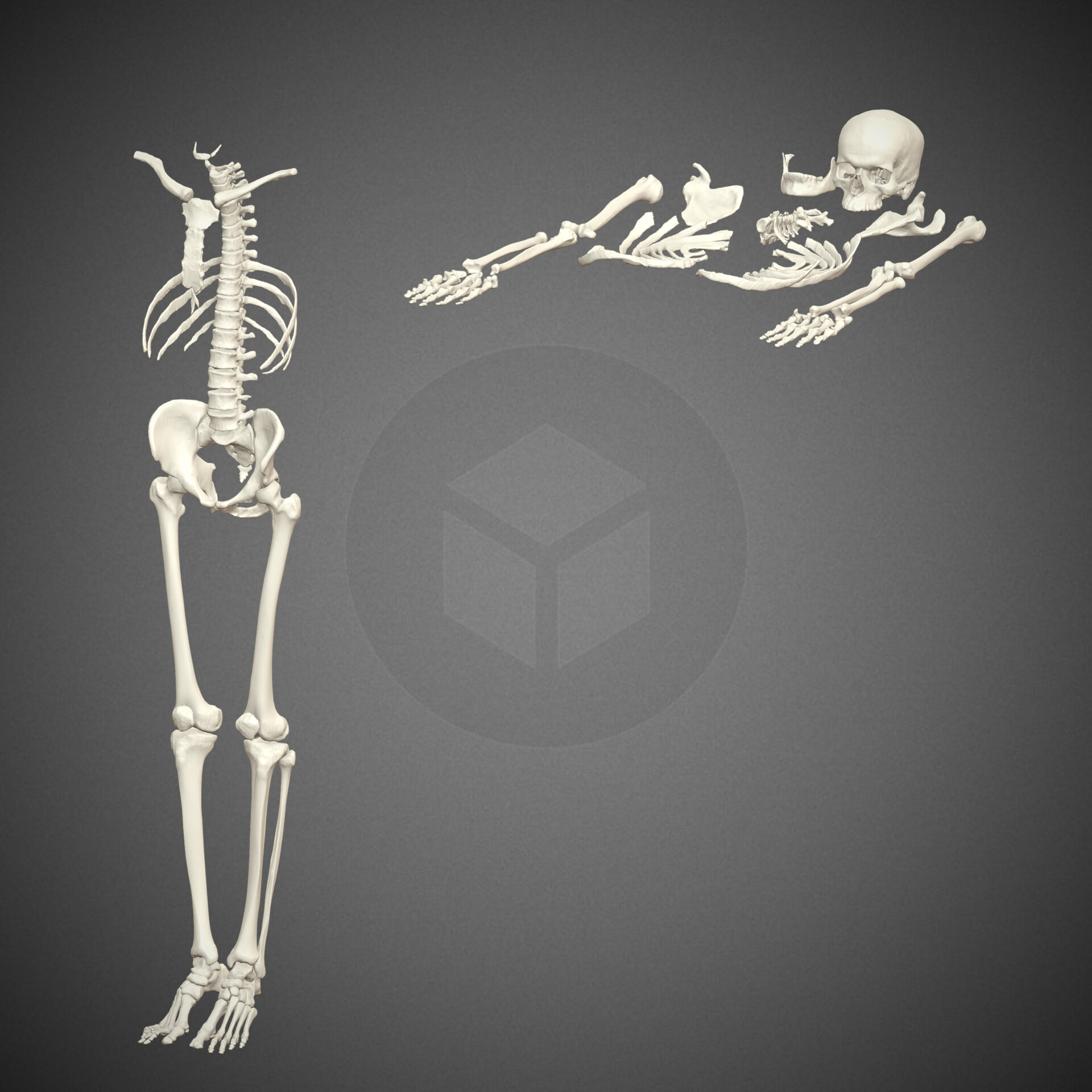 ArtStation - Human Skeleton: Table to Anatomical