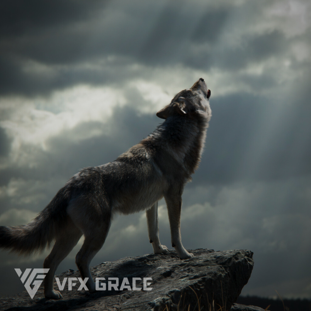 ArtStation - Wolf Animation