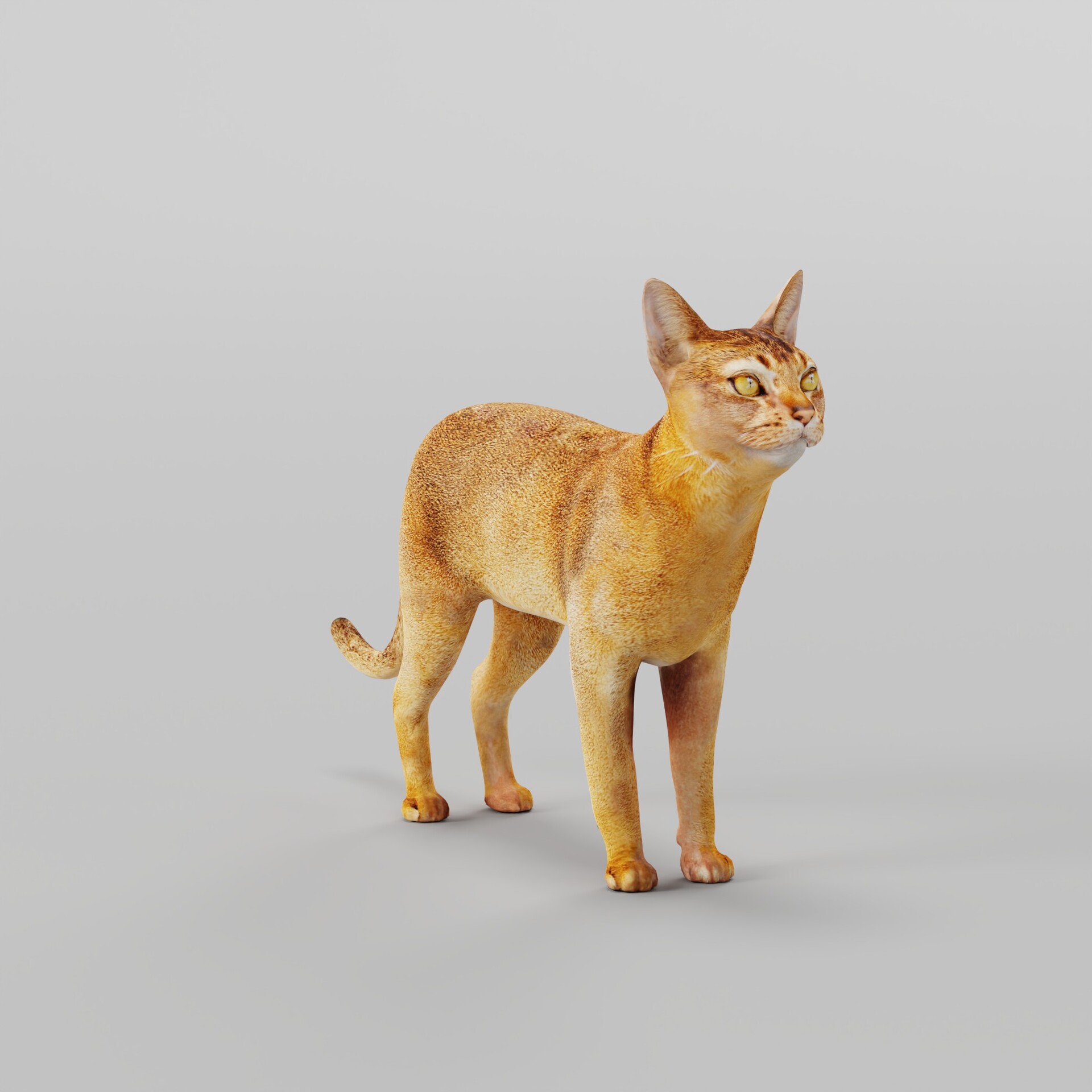 ArtStation - Abyssinian Cat