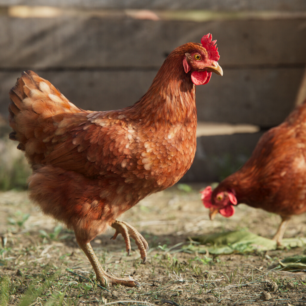 ArtStation - Red Hen Animated