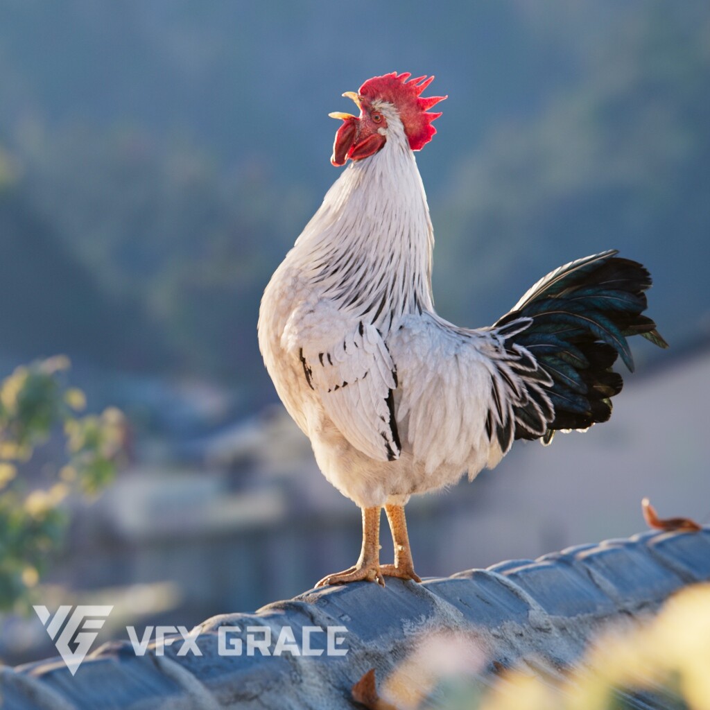 ArtStation - White Chicken Animated