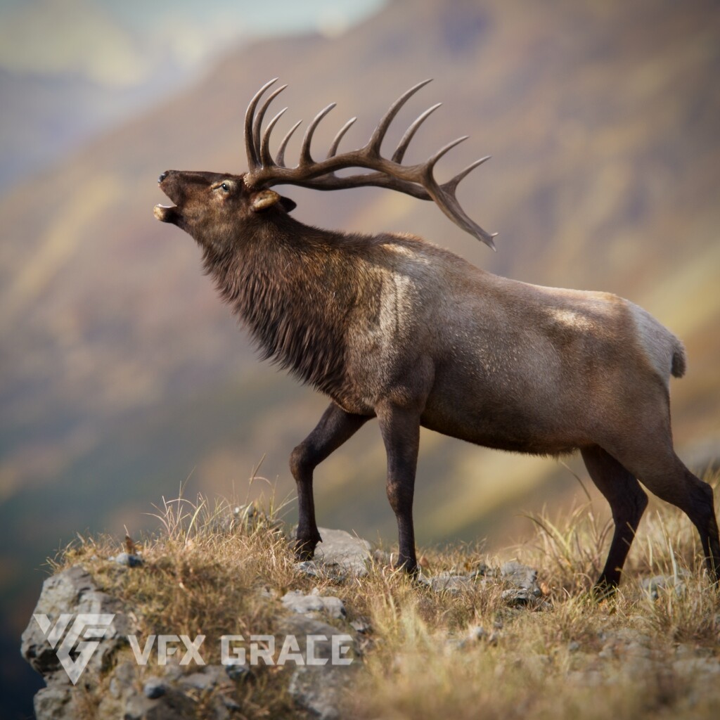 ArtStation - Male Elk Animated