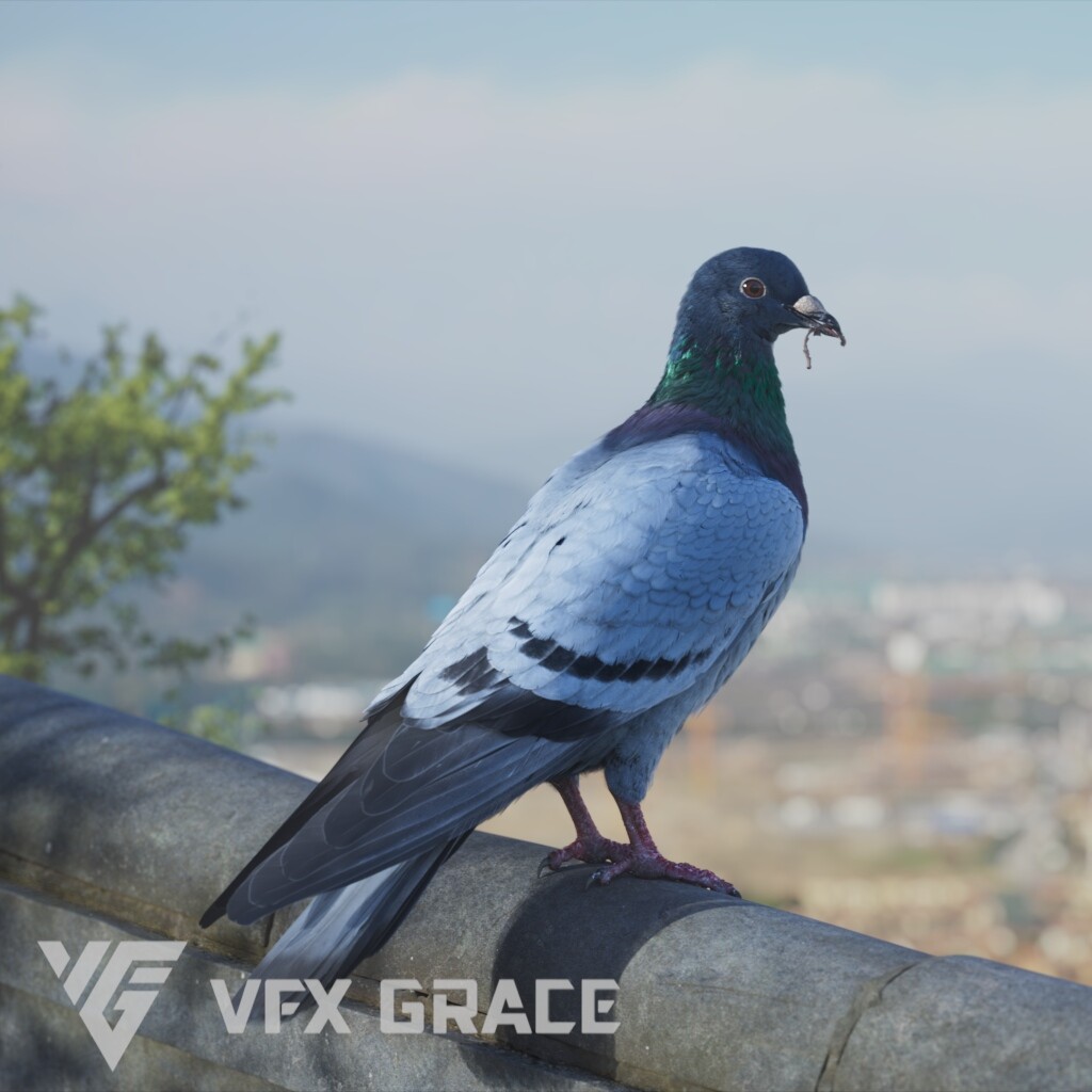ArtStation - Pigeon Animated