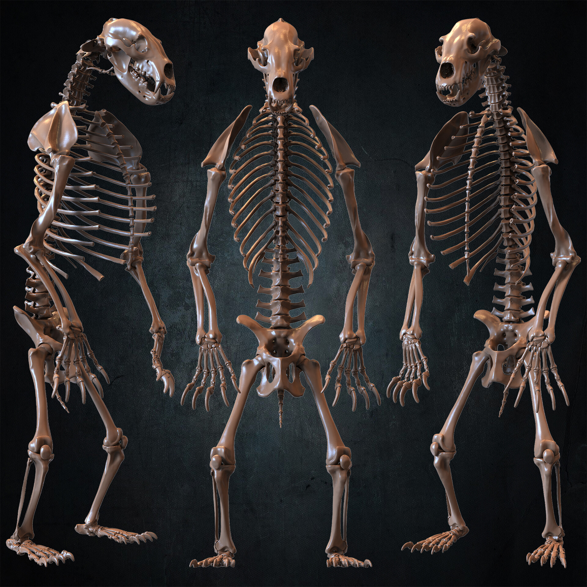 ArtStation - Bear Skeleton 3D Model
