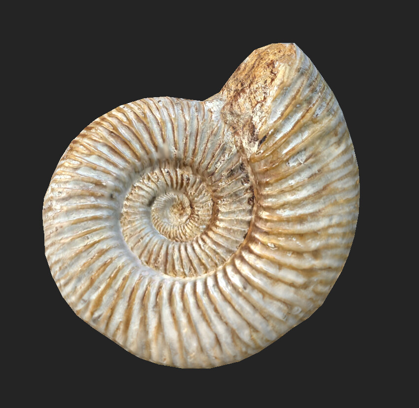ArtStation - Ammonite Fossil