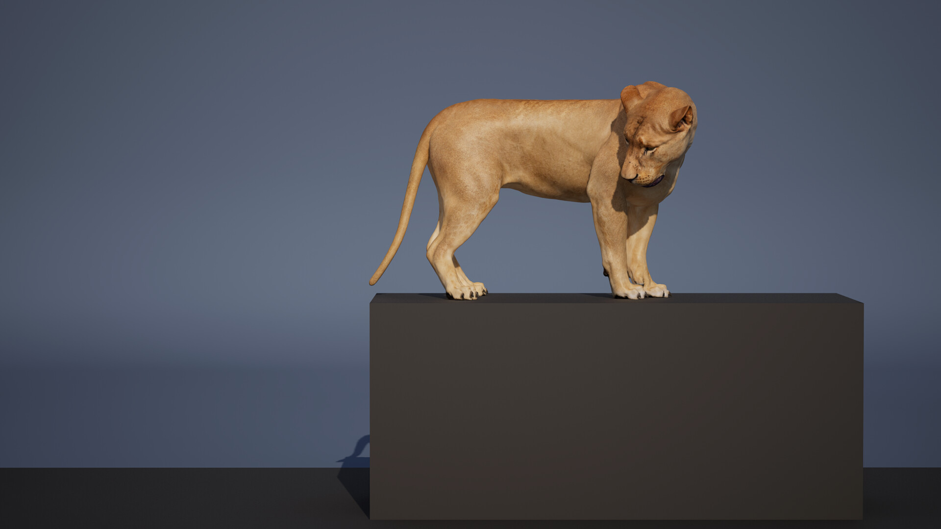 ArtStation - lioness body mechanics training