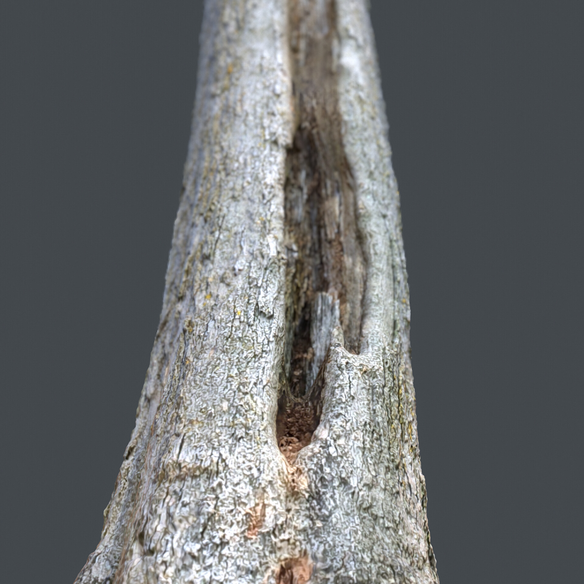 ArtStation - Rotting Tree - Photogrammetry