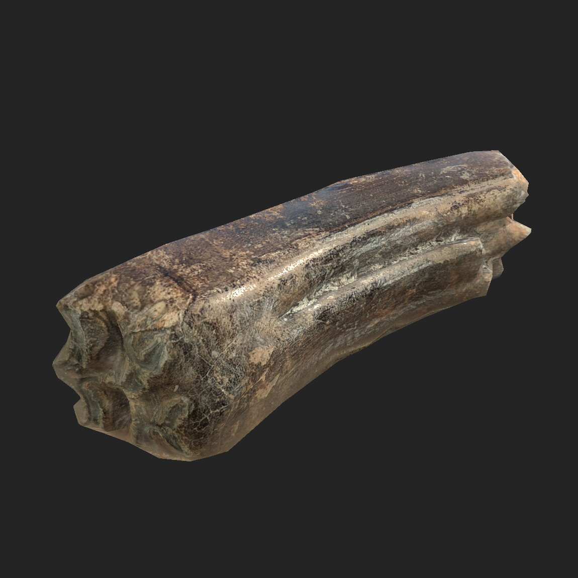 Steven Ridings - Ice Age Horse Tooth Fossil