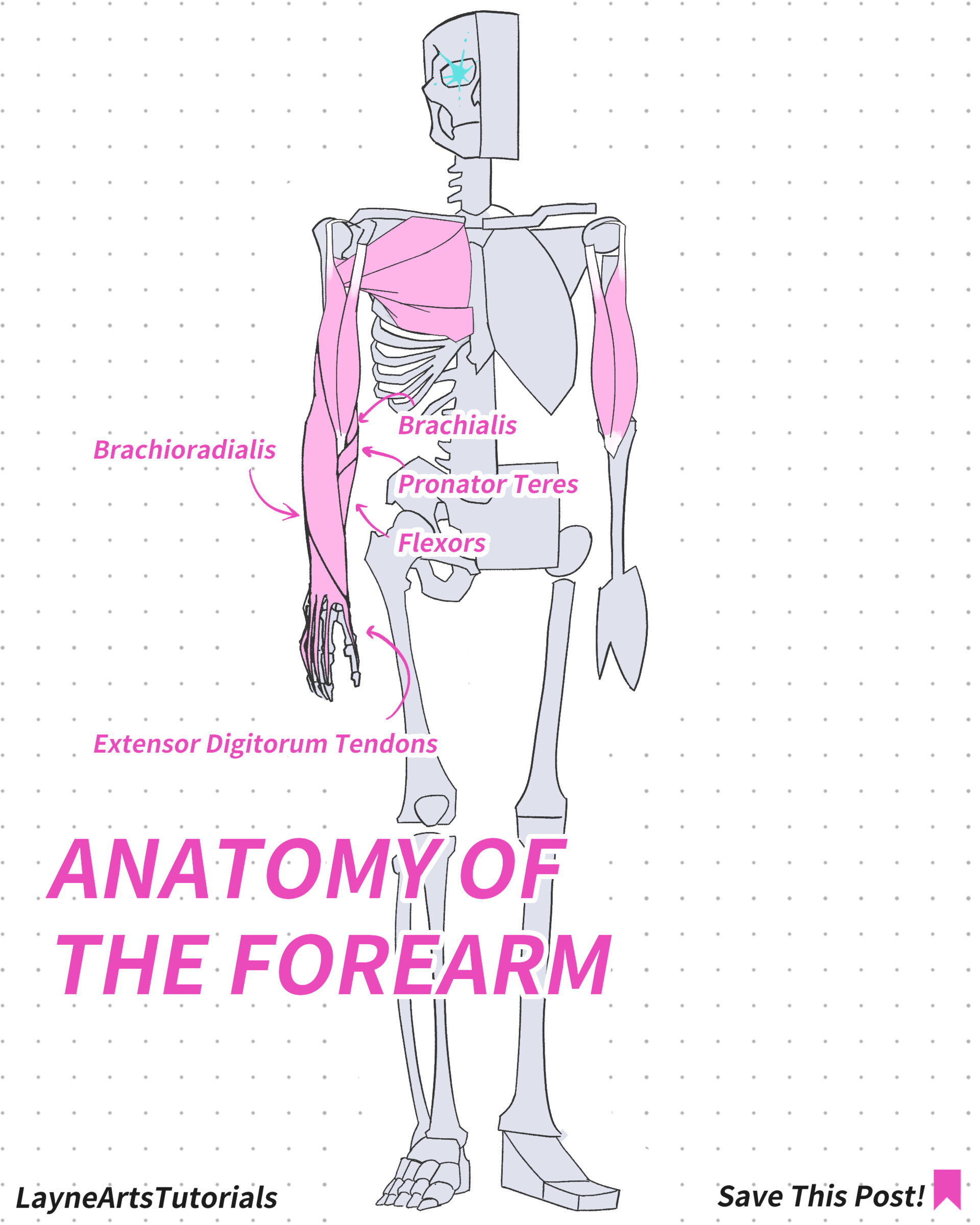 ArtStation - Skeleton anatomy, with added muscular anatomy