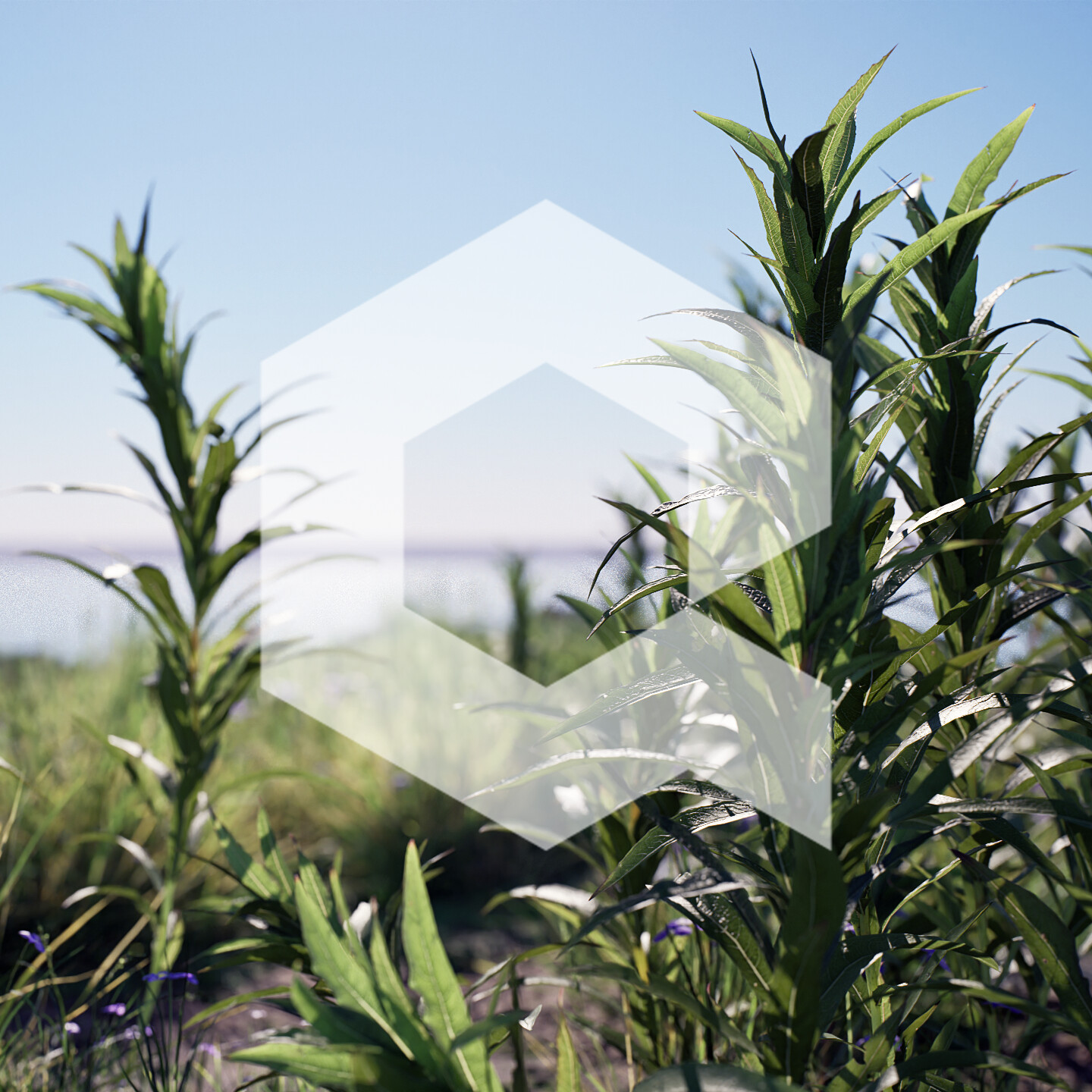 ArtStation - Quixel Megascans - Butterfly Weed