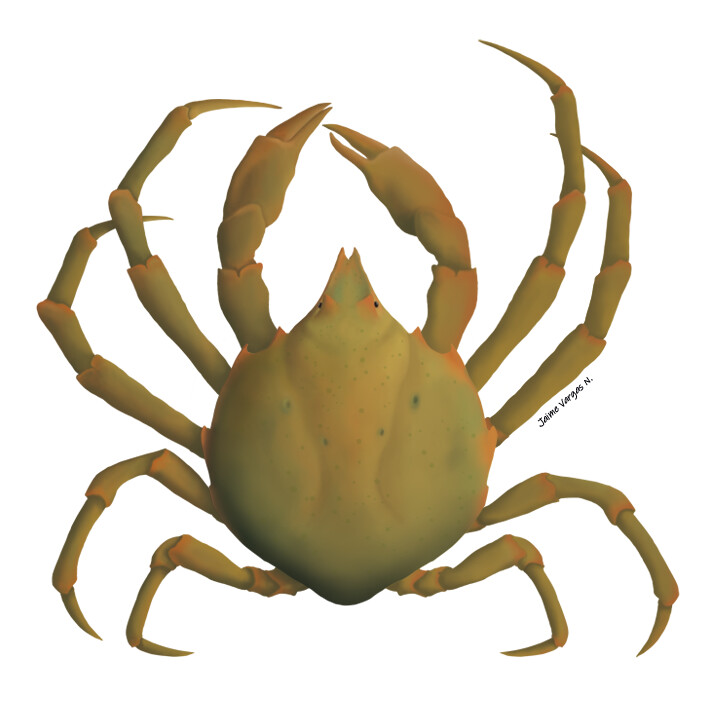 ArtStation - Artificial Niche Type Reefs (AATN in spanish) in Benthic ...