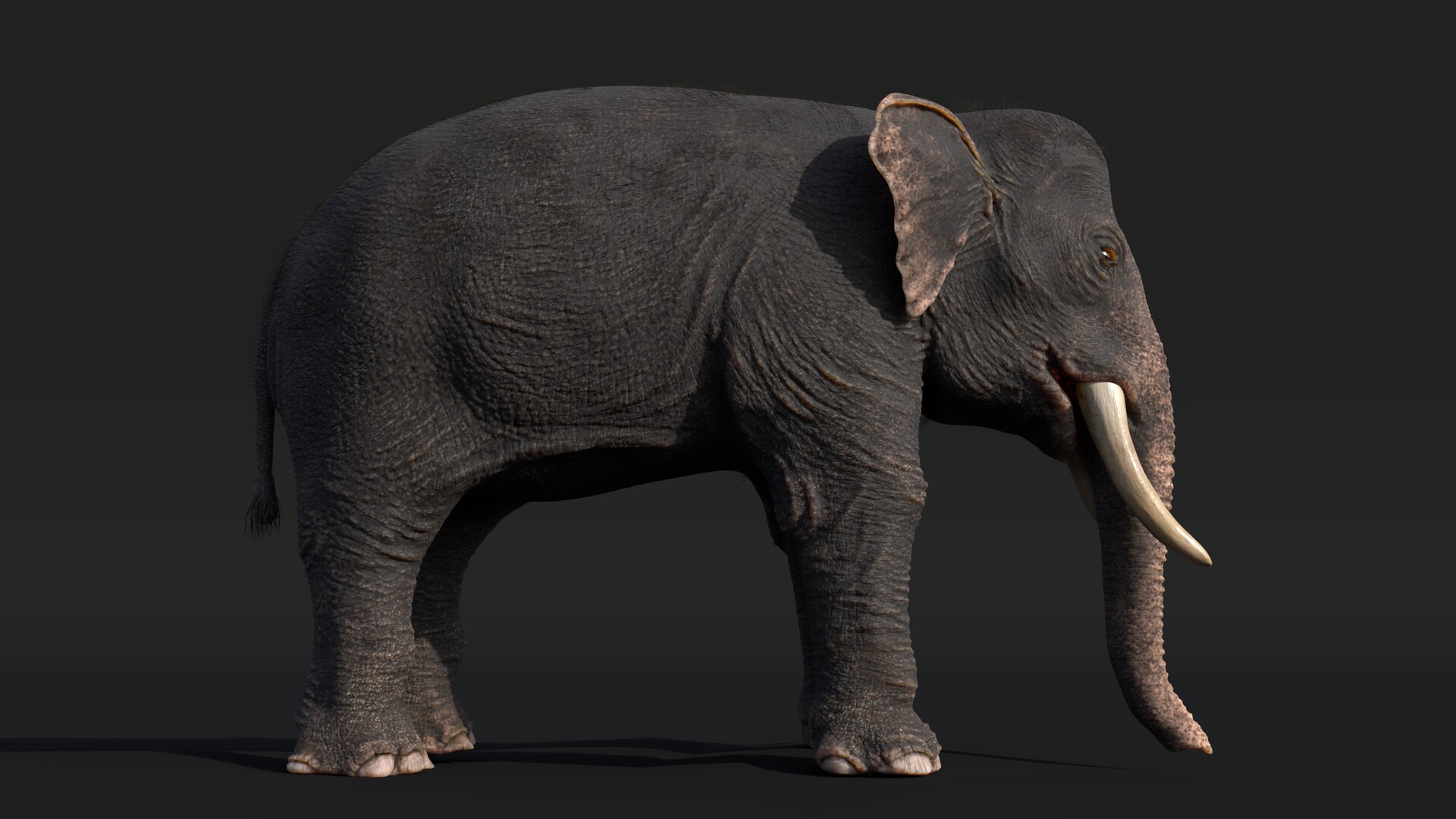 ArtStation - Asian Wild Elephant