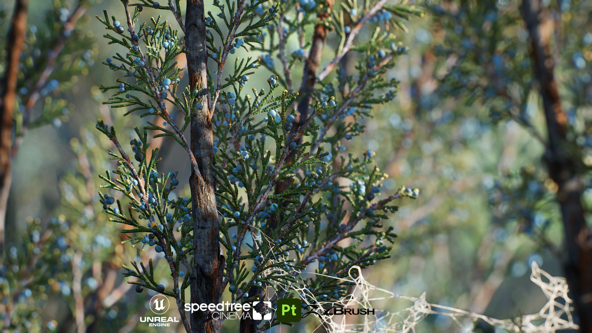 ArtStation - Foliage practice: Juniper Berry (Unreal)
