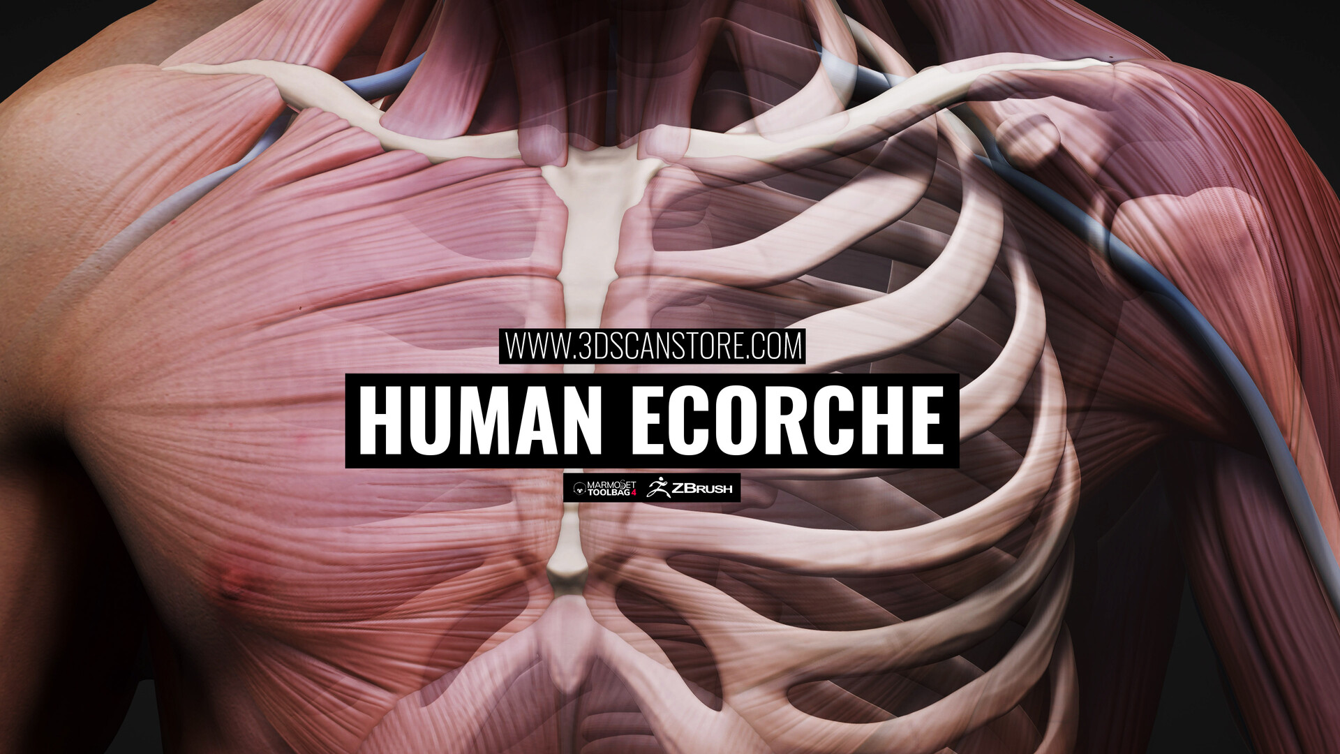 3D Scan Store - Scan Based Male And Female Ecorche