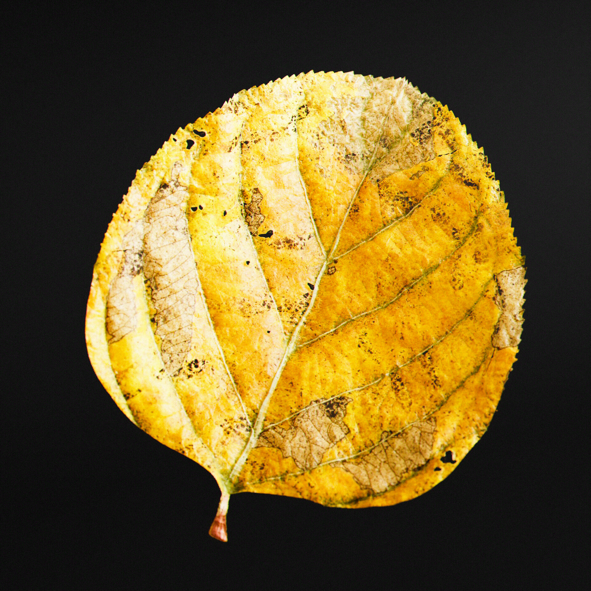 ArtStation - Leaf Decay