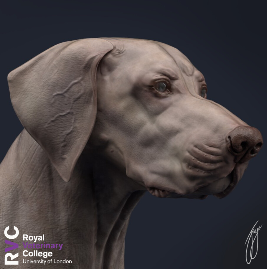 ArtStation - RVC German Shorthaired Pointer