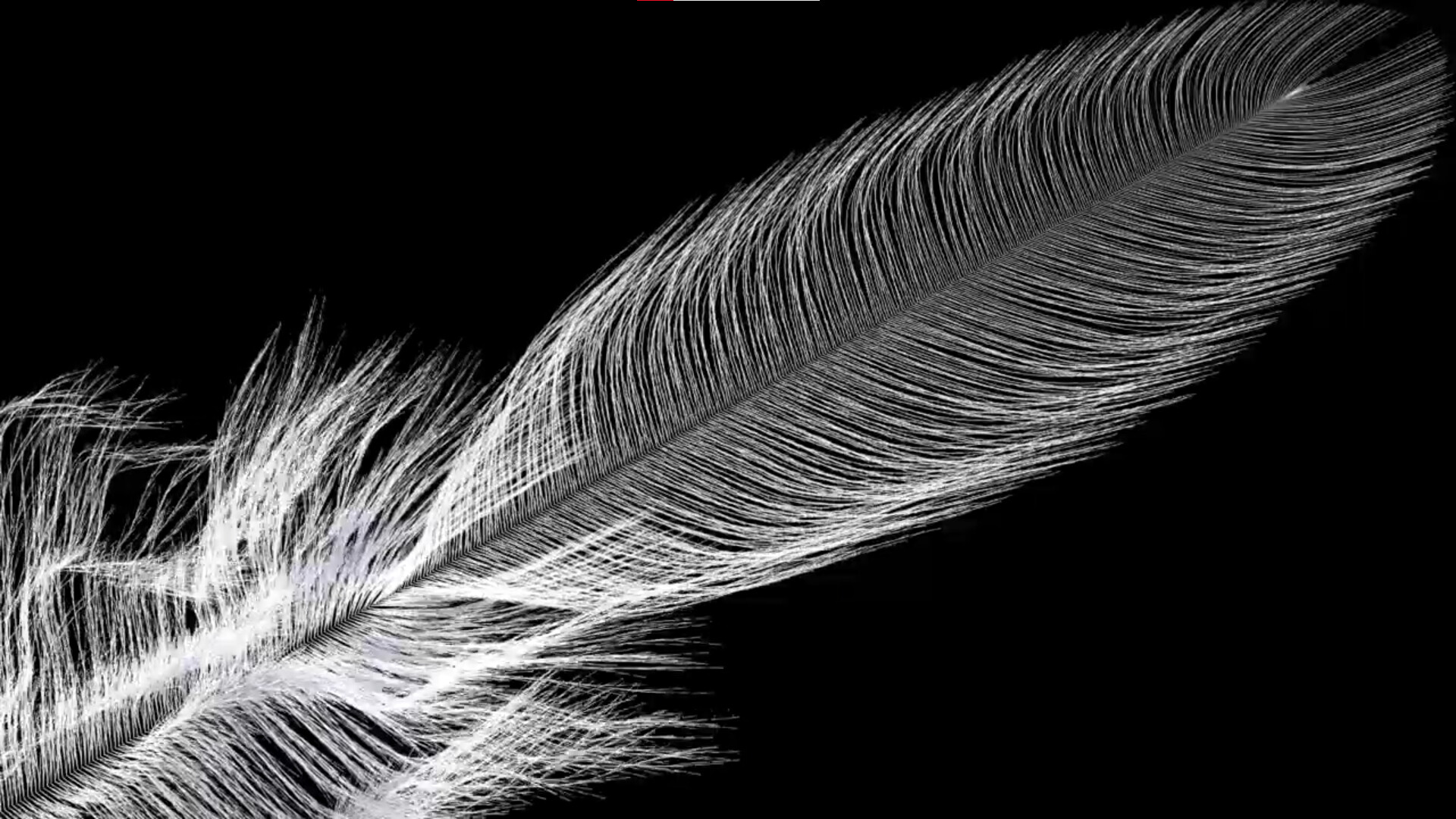 ArtStation - feather grow