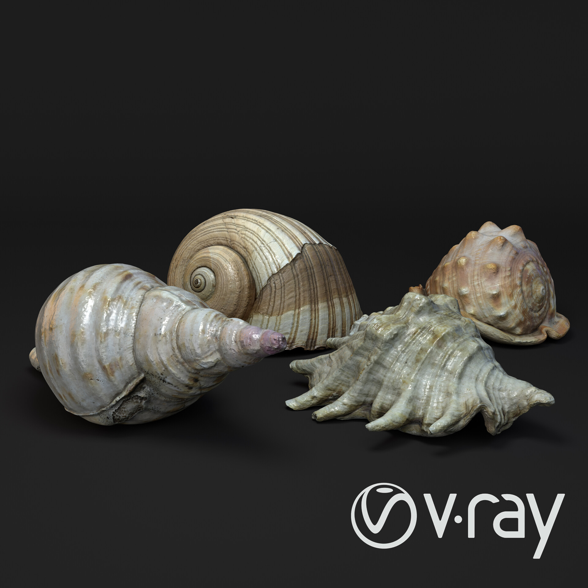 ArtStation - Seashells - 3D Scanned