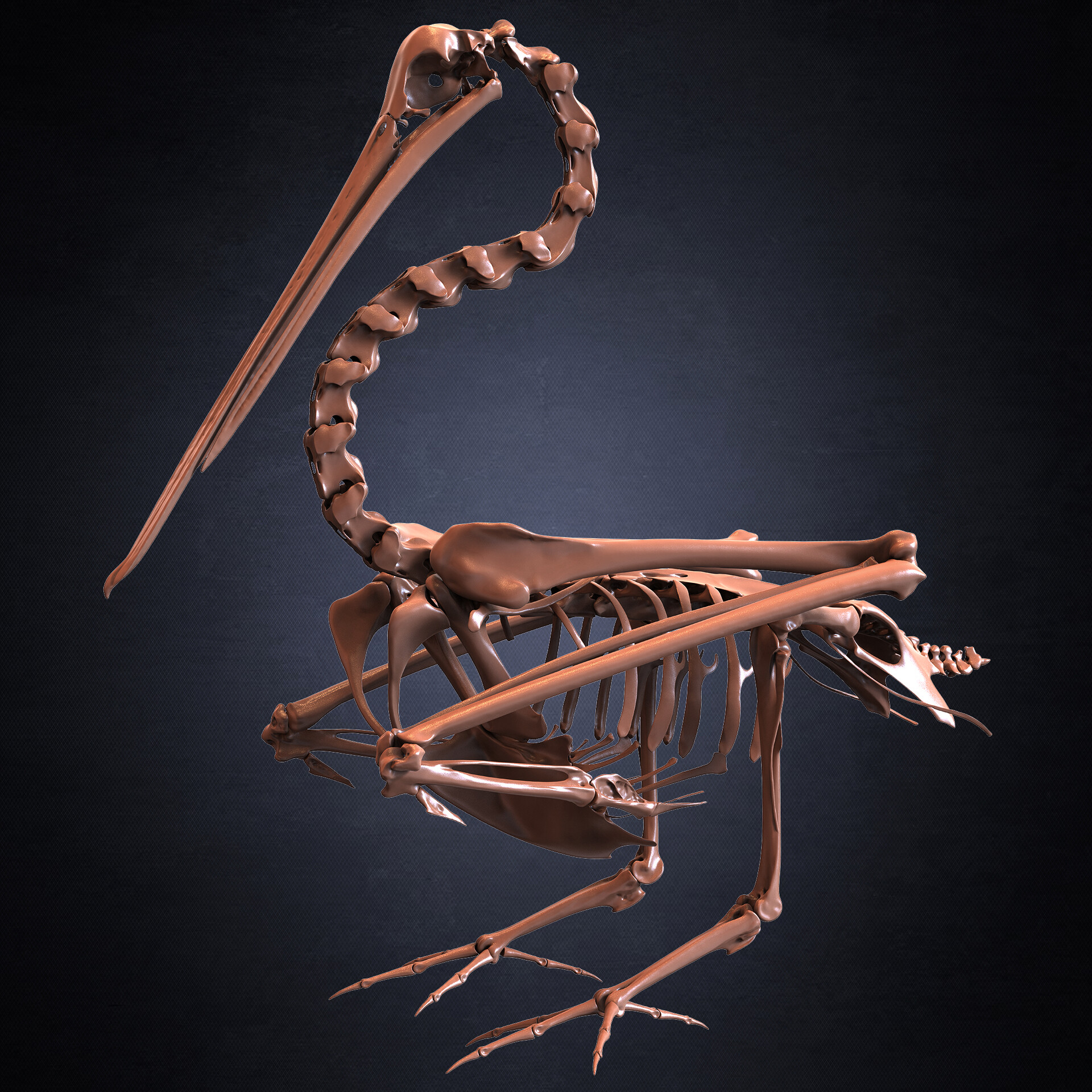ArtStation - White Pelican Skeleton 3D Model