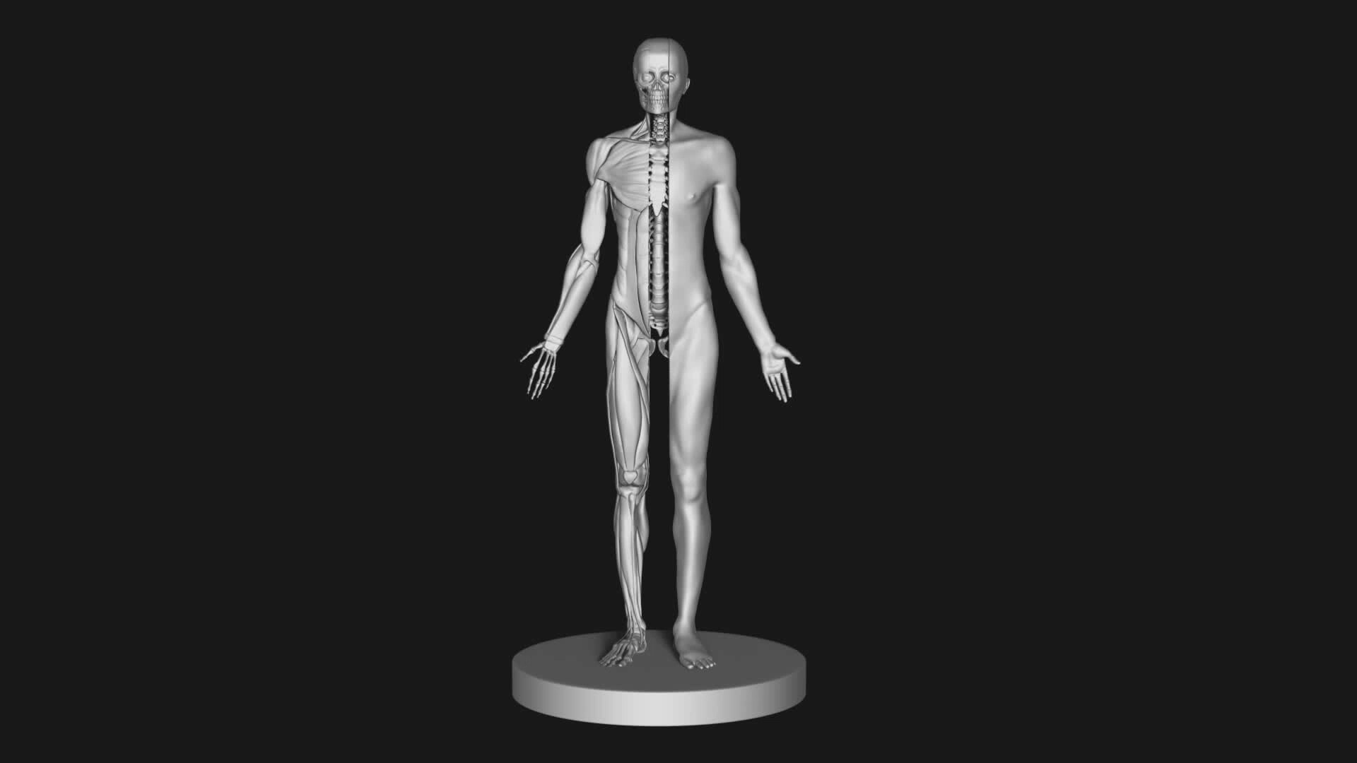 ArtStation - Male Anatomy Ecorche