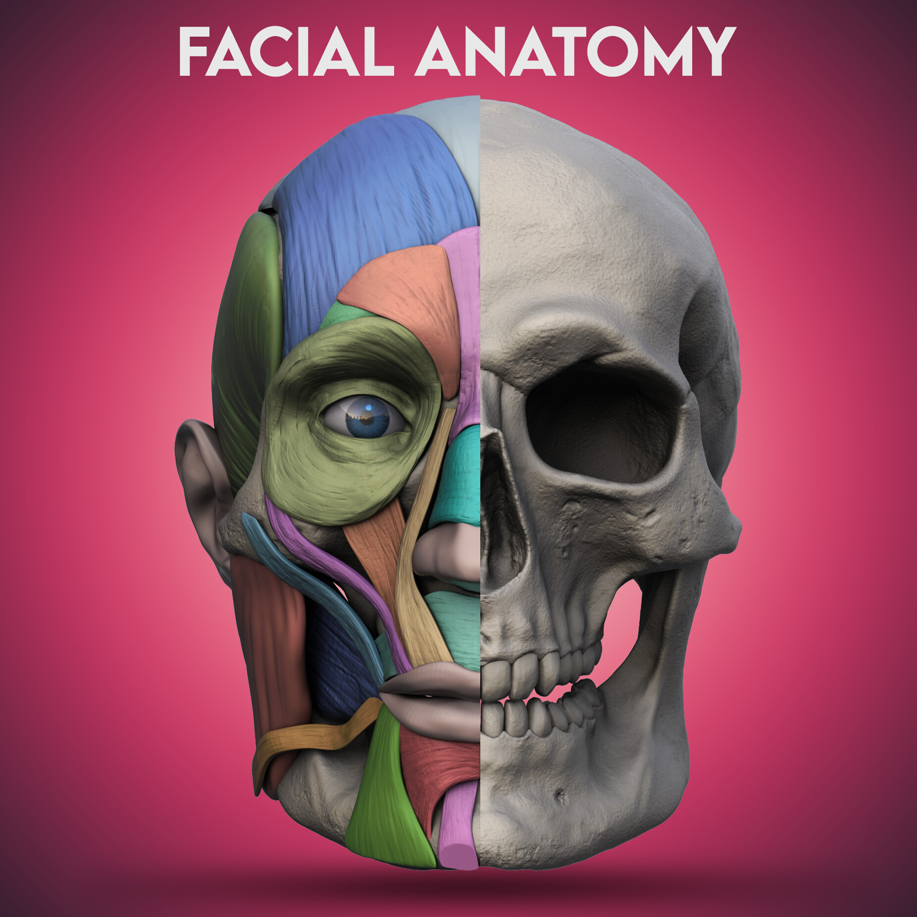 ArtStation - Facial Anatomy