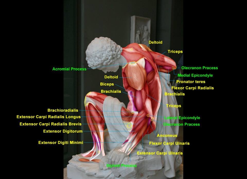 ArtStation - Anatomy Study